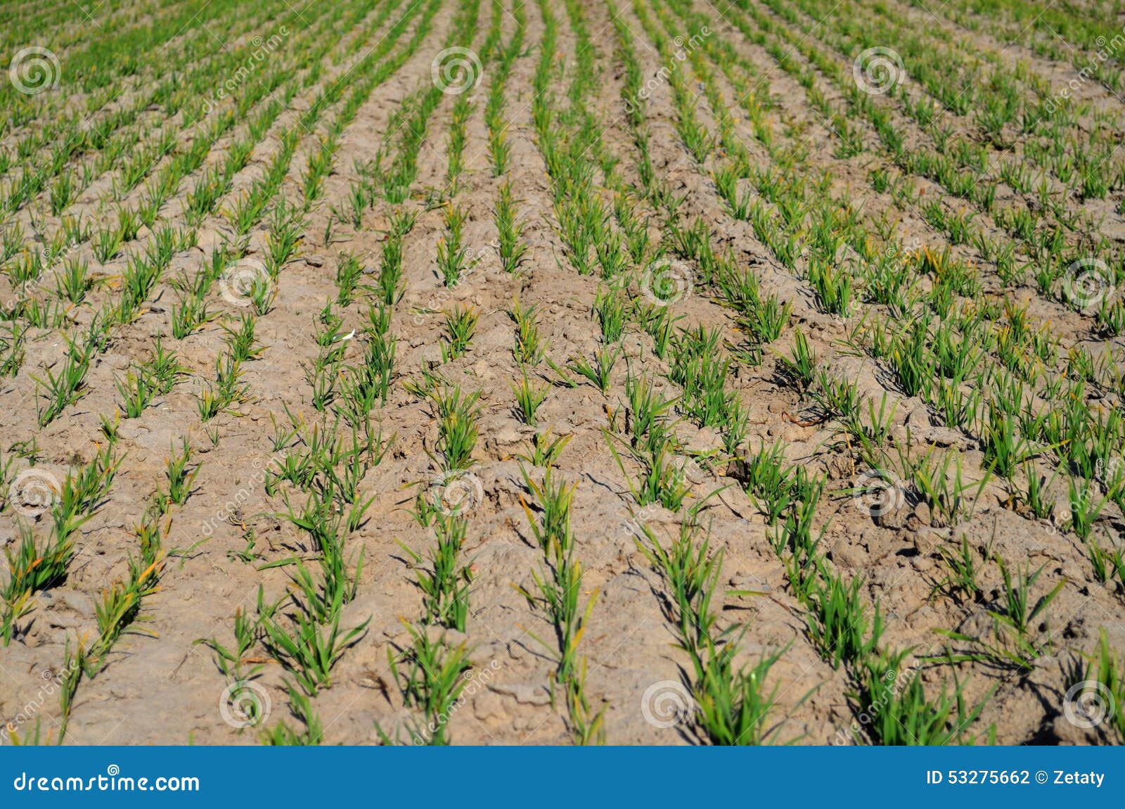 Spring farm field stock photo. Image of natural, fields - 53275662