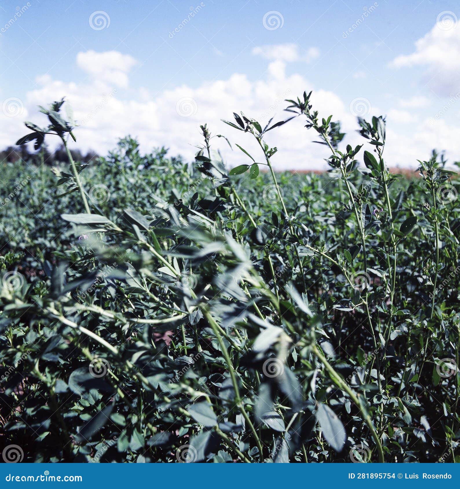 In the Spring Farm Field Young Alfalfa Grows Stock Photo - Image of ...