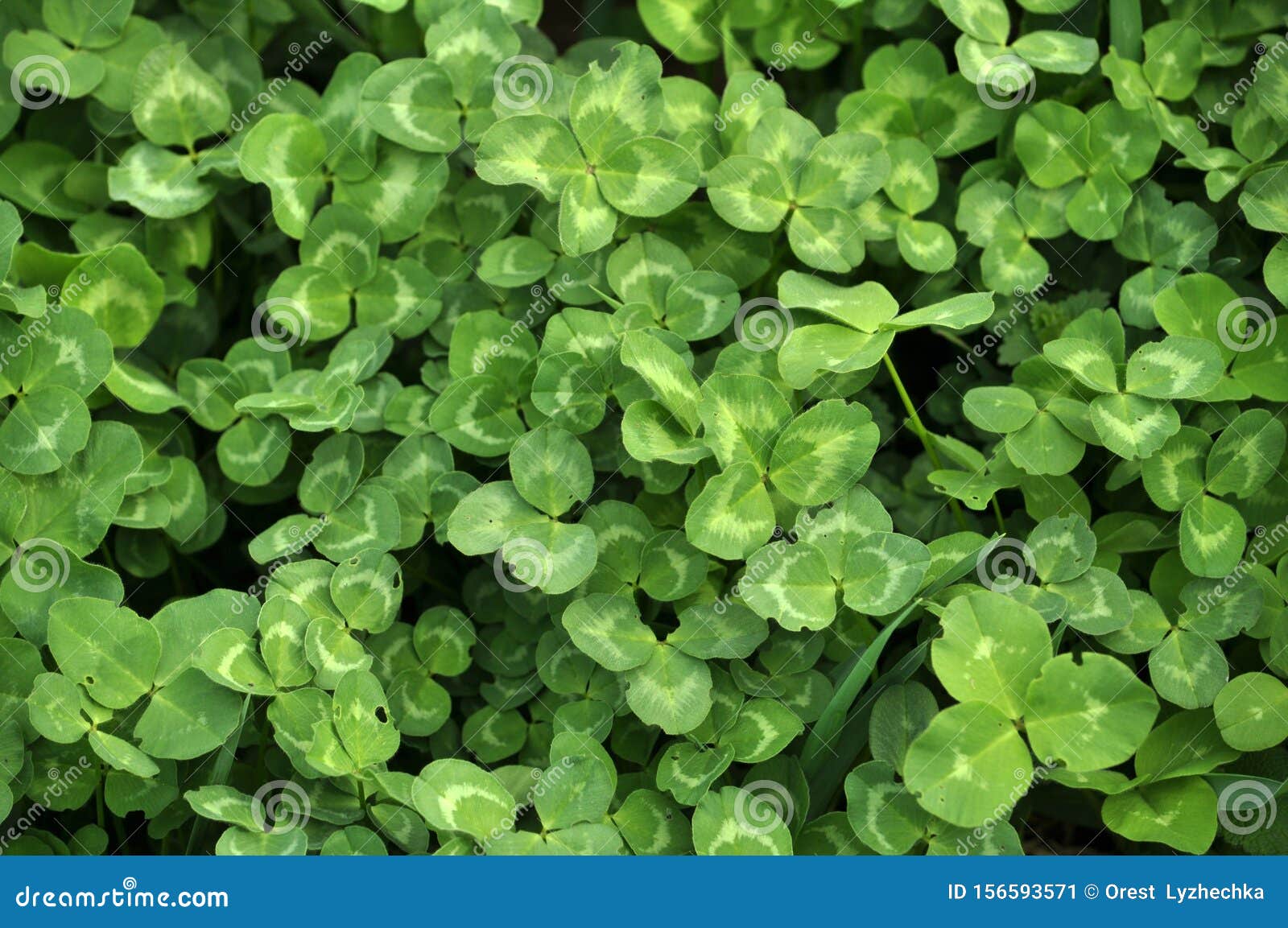In the Spring Field Young Clover Grows Stock Image - Image of forage ...