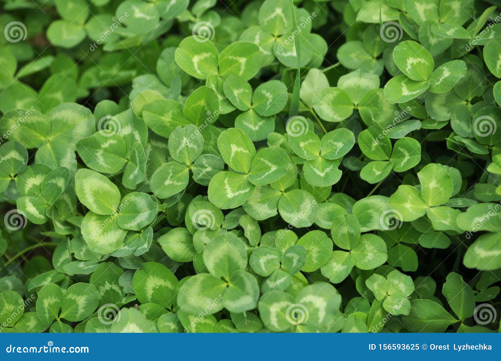 In the Spring Field Young Clover Grows Stock Image - Image of floral ...