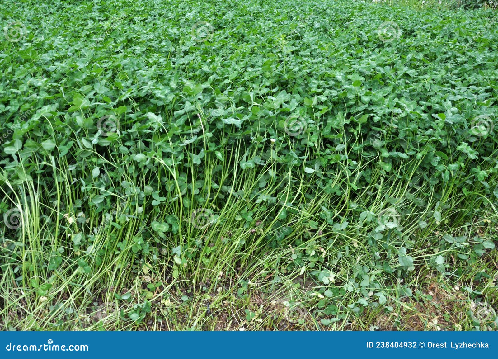 In the Spring Field Young Clover Grows Stock Photo - Image of growing ...