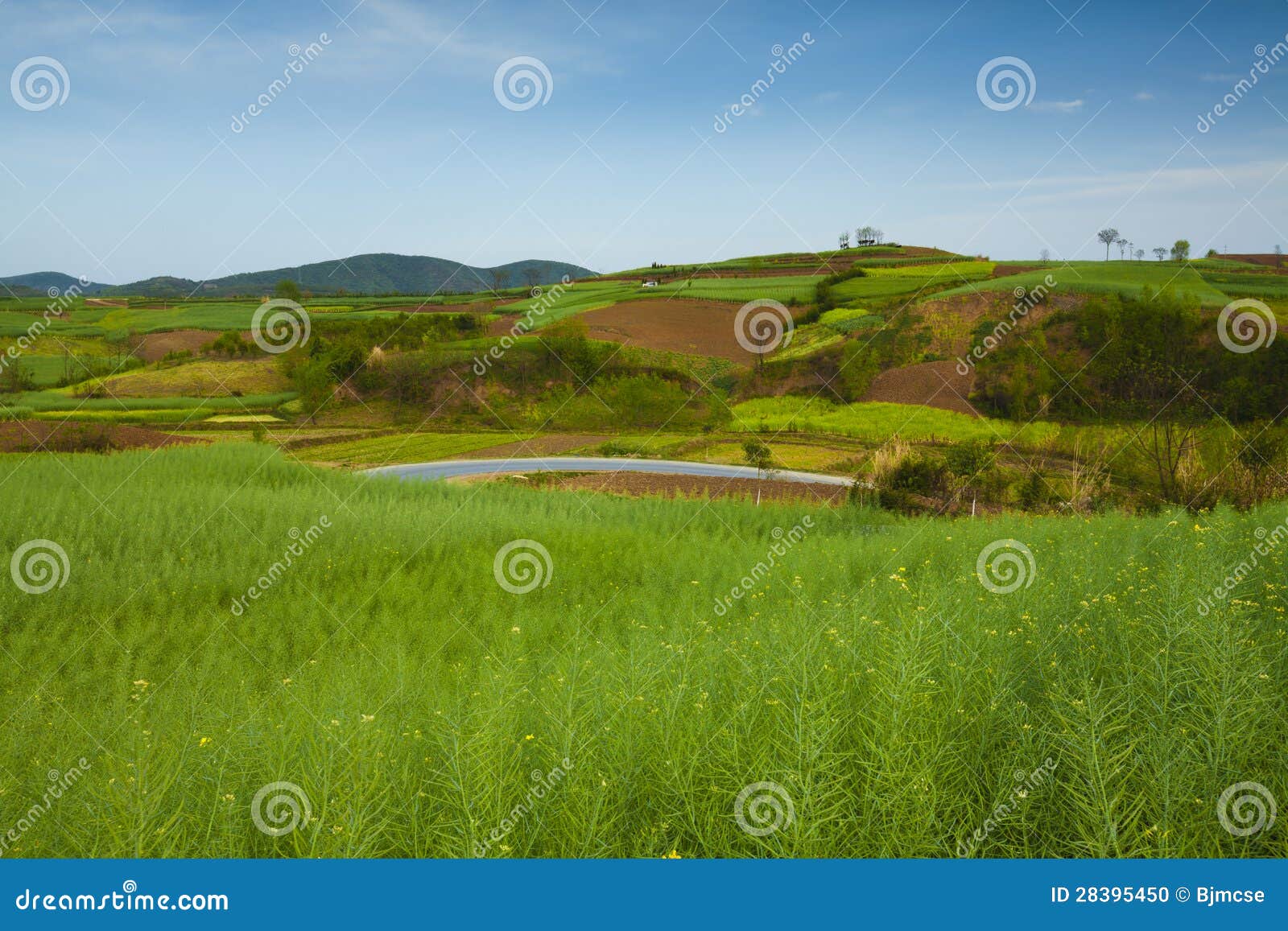 Spring farmland china stock photo. Image of asia, summer - 28395450