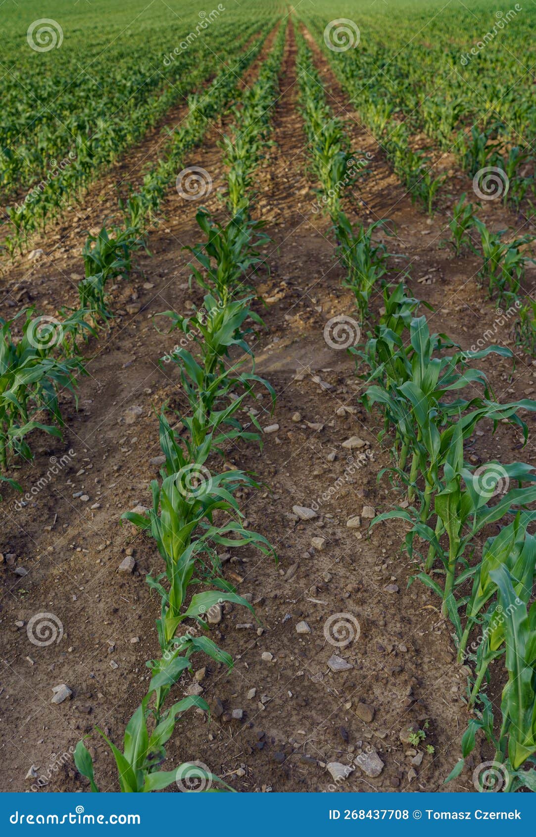 Spring Farmland on Which Young Corn Grows Stock Photo - Image of ...