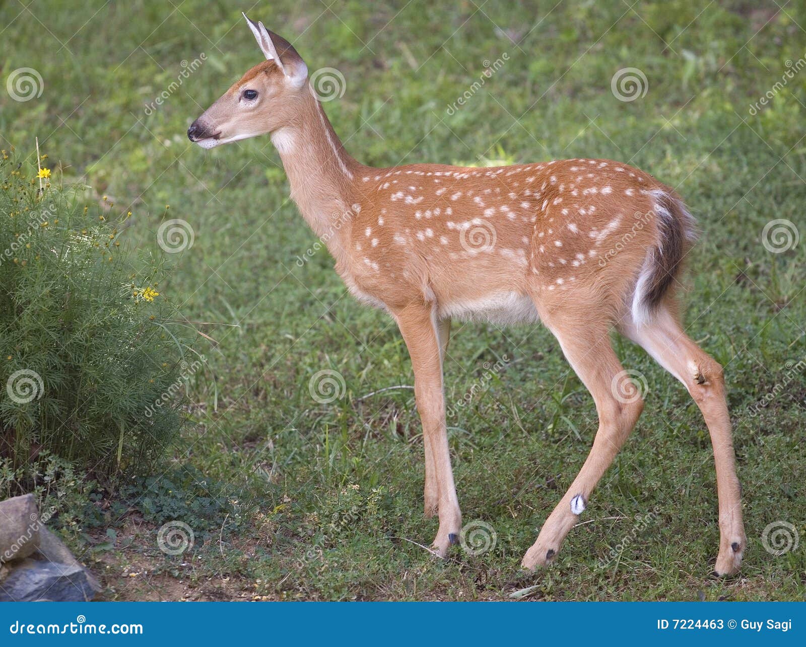 Spring fawn stock image. Image of whitetail, grass, wildlife - 7224463
