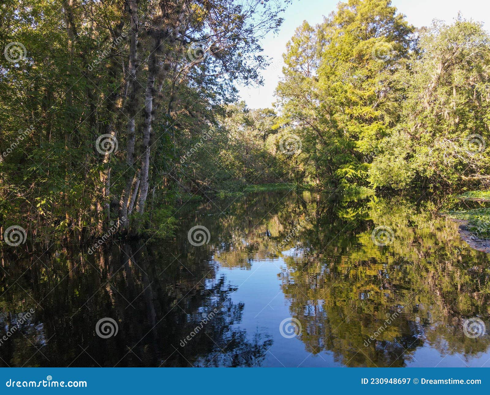 Spring fed rivers stock image. Image of woodland, plant - 230948697