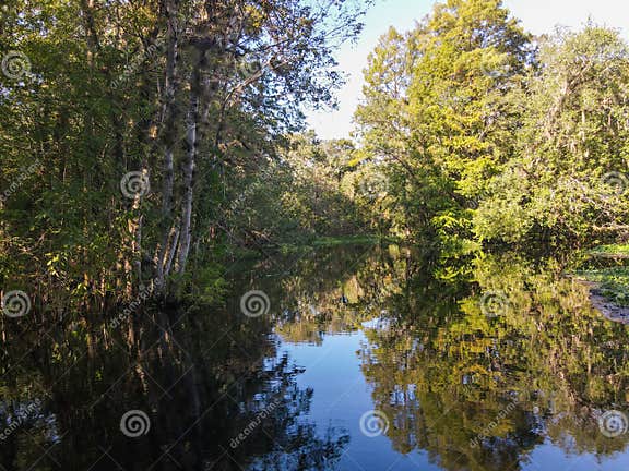 Spring fed rivers stock image. Image of woodland, plant - 230948697