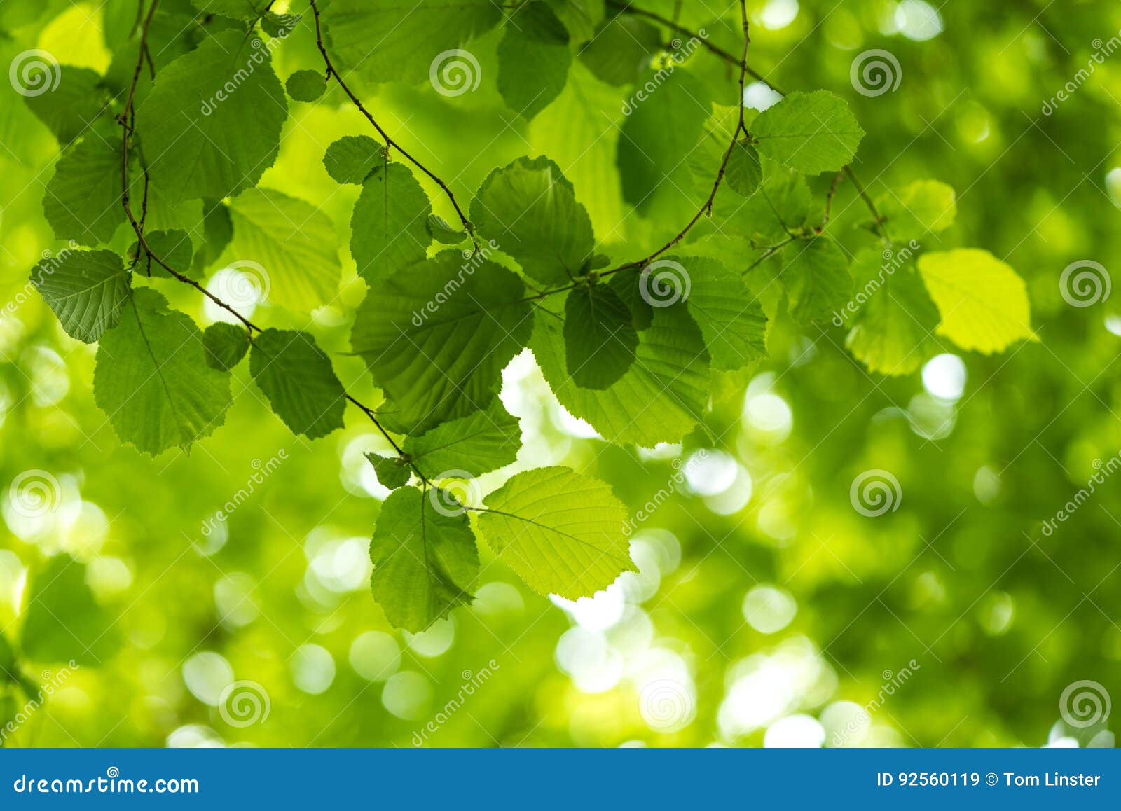 Spring feeling stock image. Image of sunrise, sunlight - 92560119