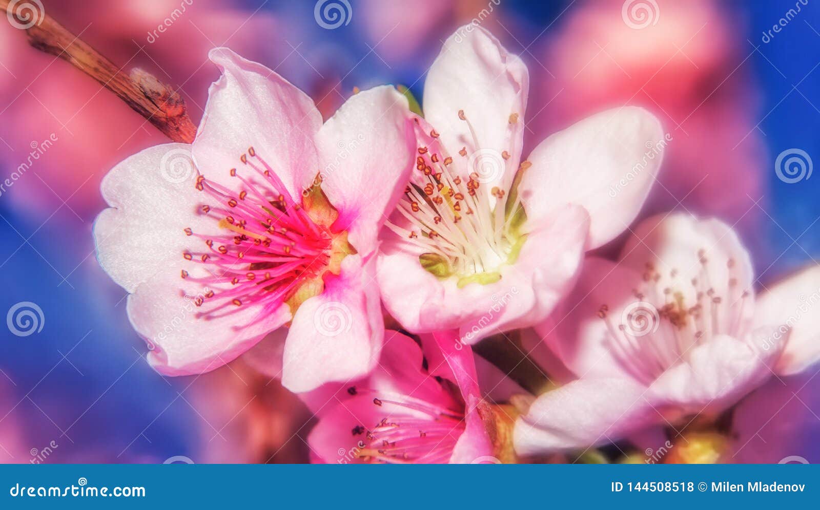 Spring Feelings and Emotions Stock Photo - Image of petal, spring ...