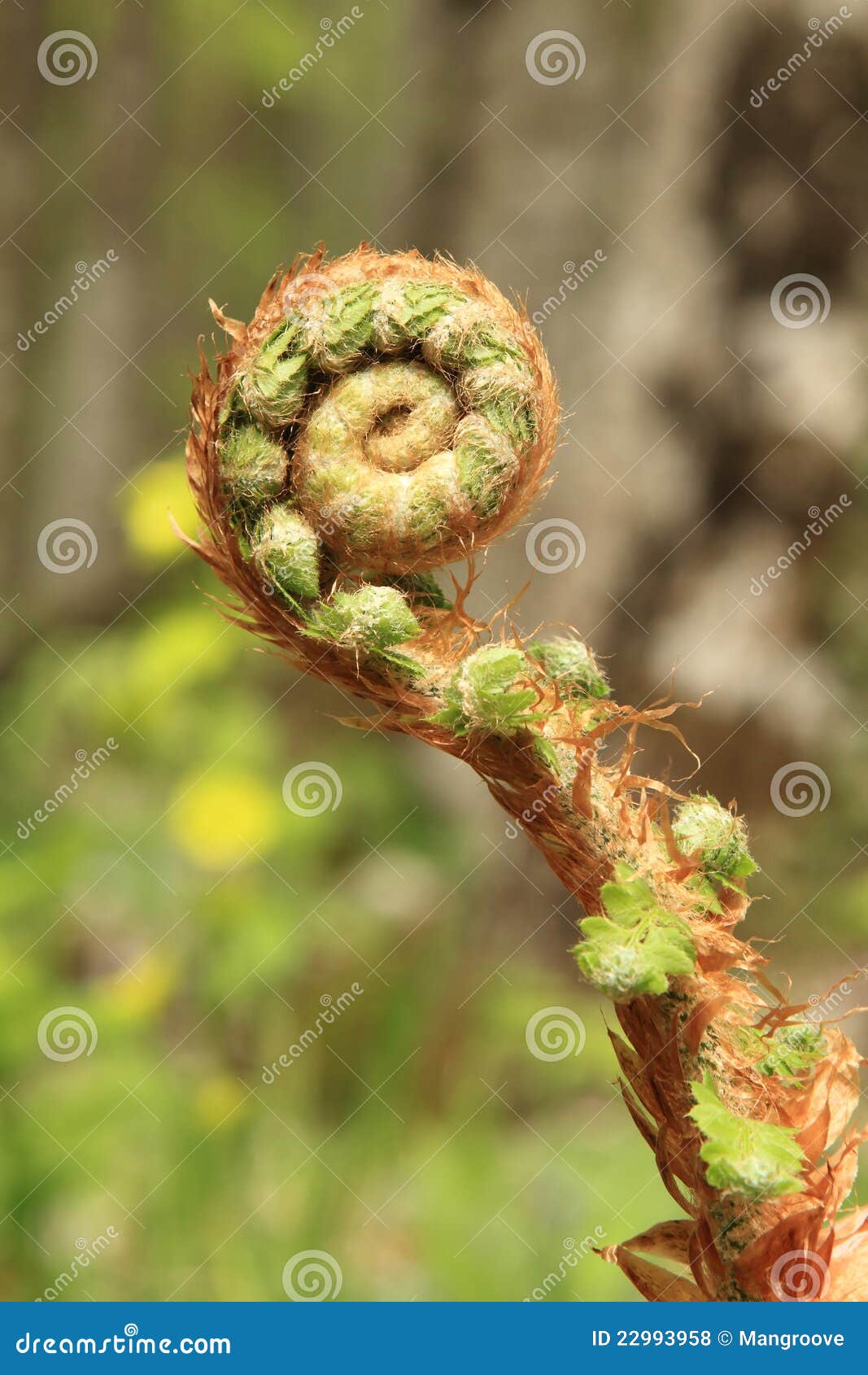 Spring fern stock photo. Image of grow, closeup, close - 22993958