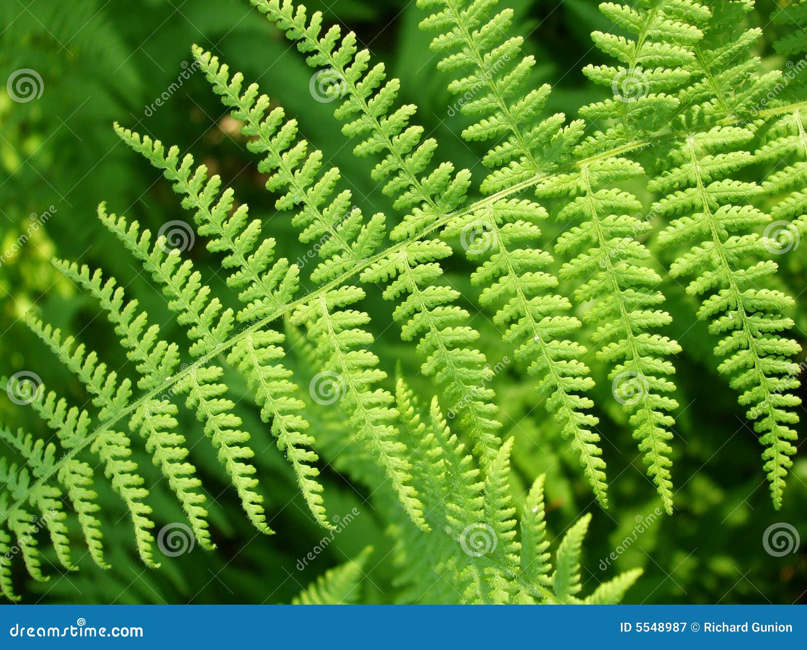 Spring Fern stock image. Image of close, green, leaf, pattern - 5548987