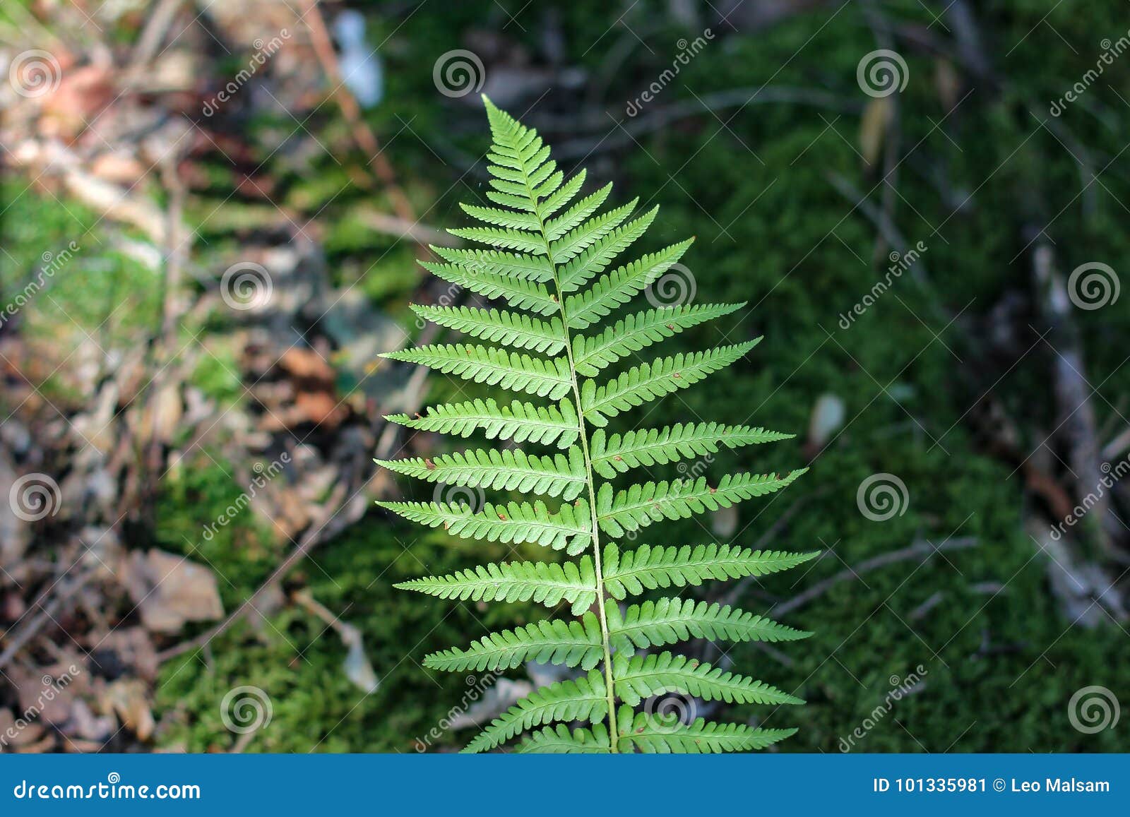 Spring ferns in the forest stock image. Image of ferns - 101335981