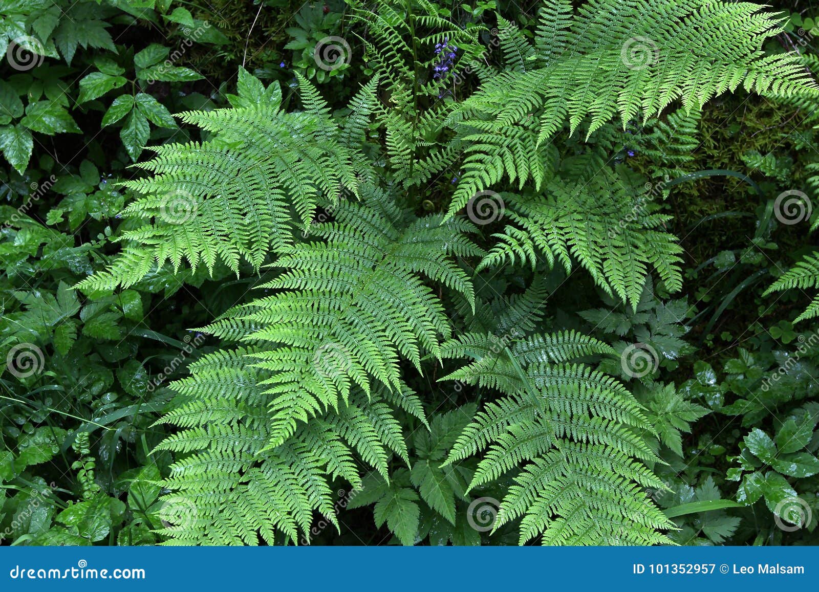Spring ferns in the forest stock image. Image of macro - 101352957