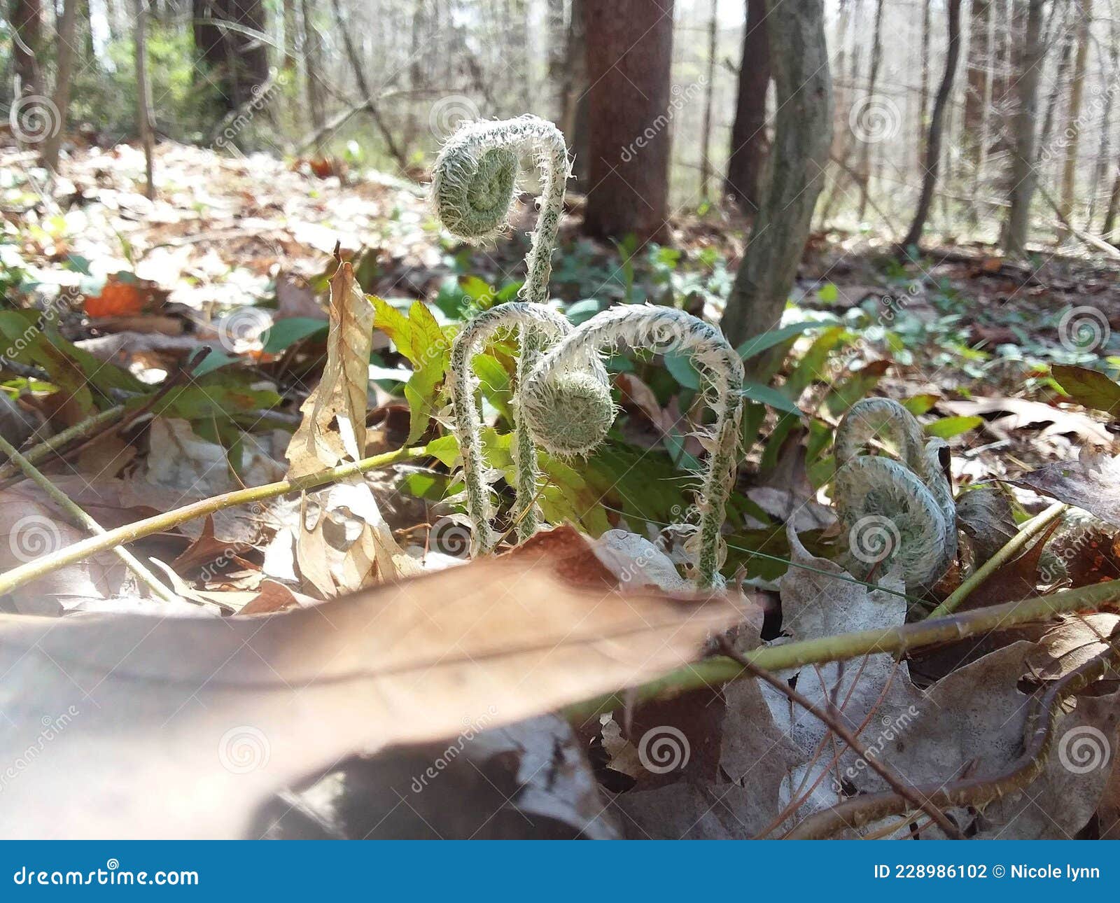 Spring ferns uncurling stock photo. Image of autumn - 228986102