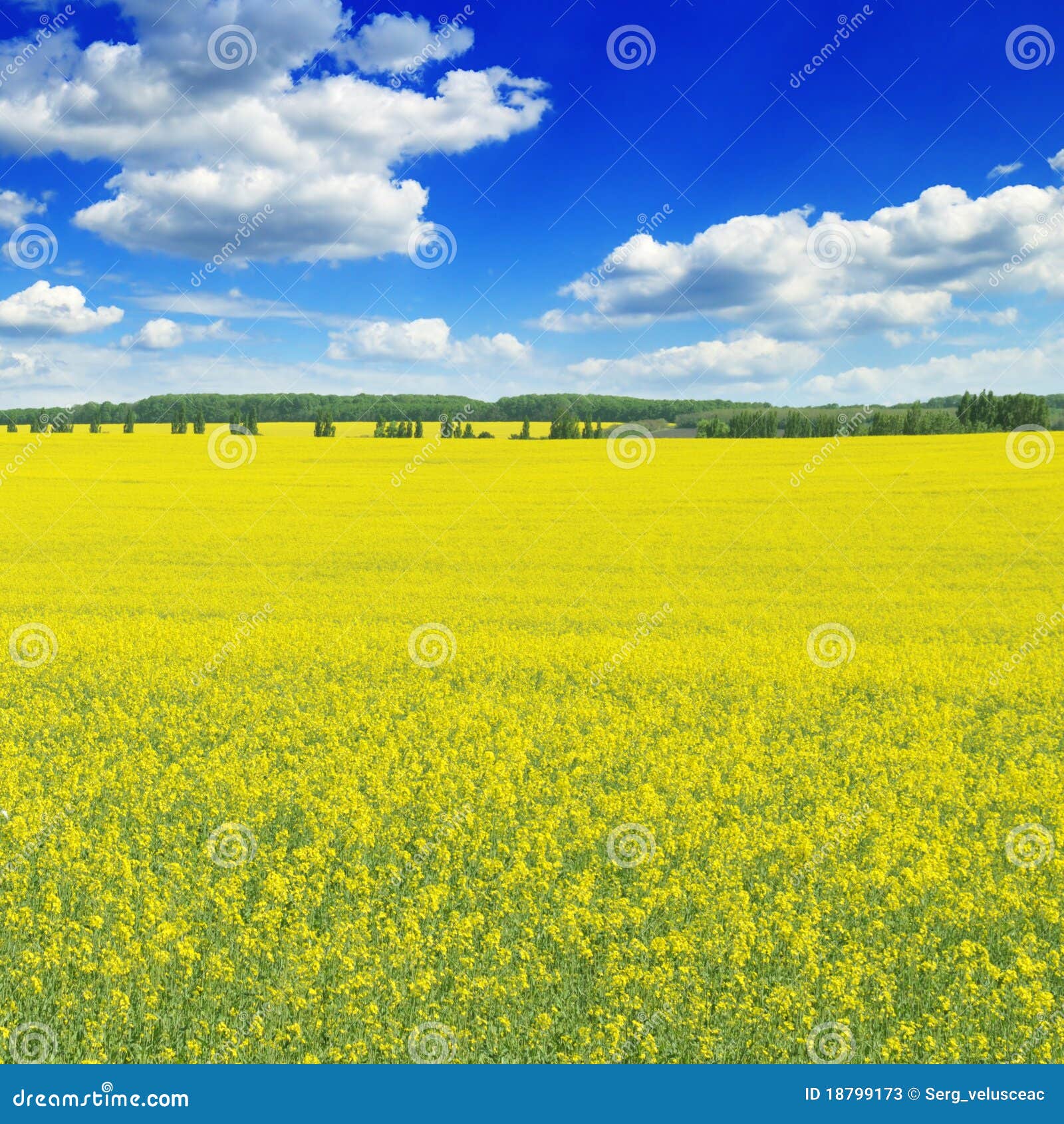 Spring field stock image. Image of lawn, farming, blue - 18799173