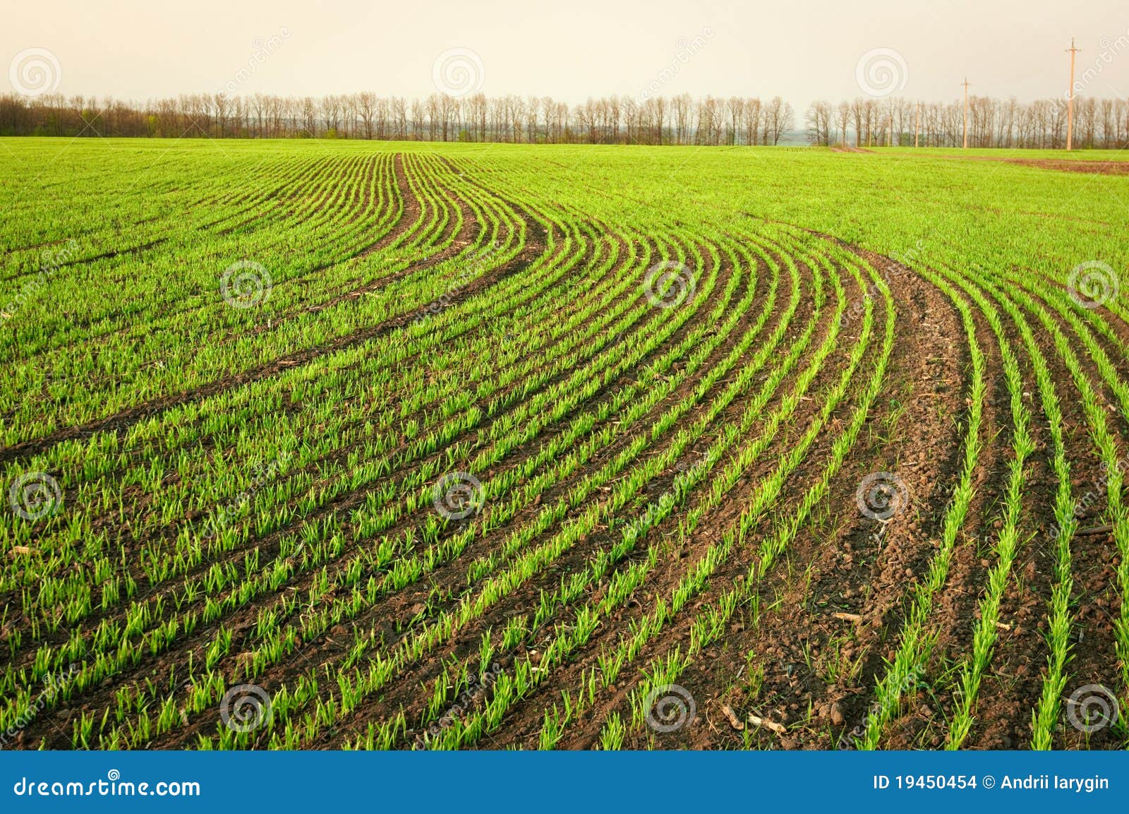 Spring field stock photo. Image of weather, spring, wheatfield - 19450454