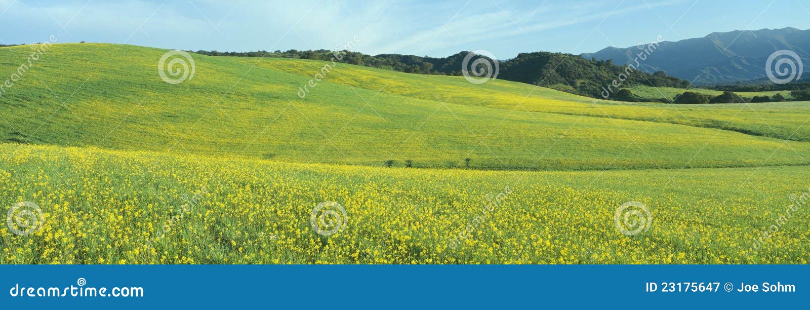 Spring Field stock image. Image of fecundity, grass, ecological - 23175647