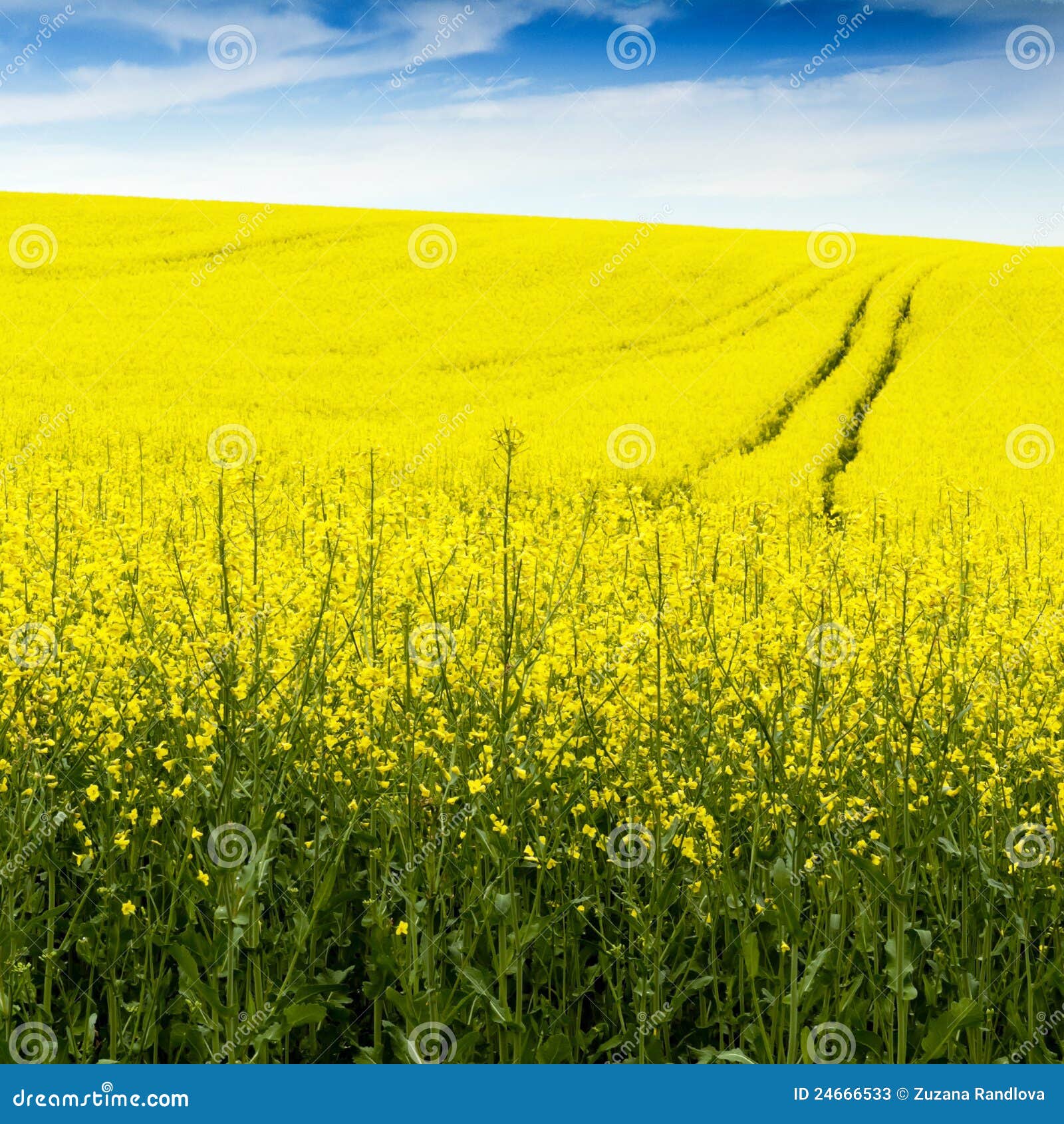 Spring and field stock image. Image of light, rural, fresh - 24666533