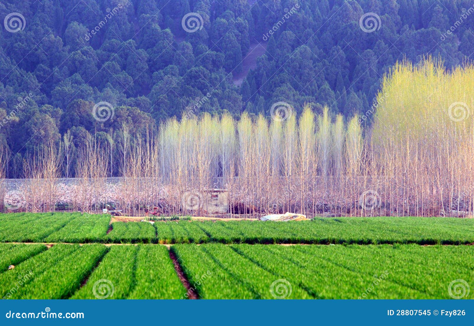 Spring field stock image. Image of colors, natural, blooming - 28807545