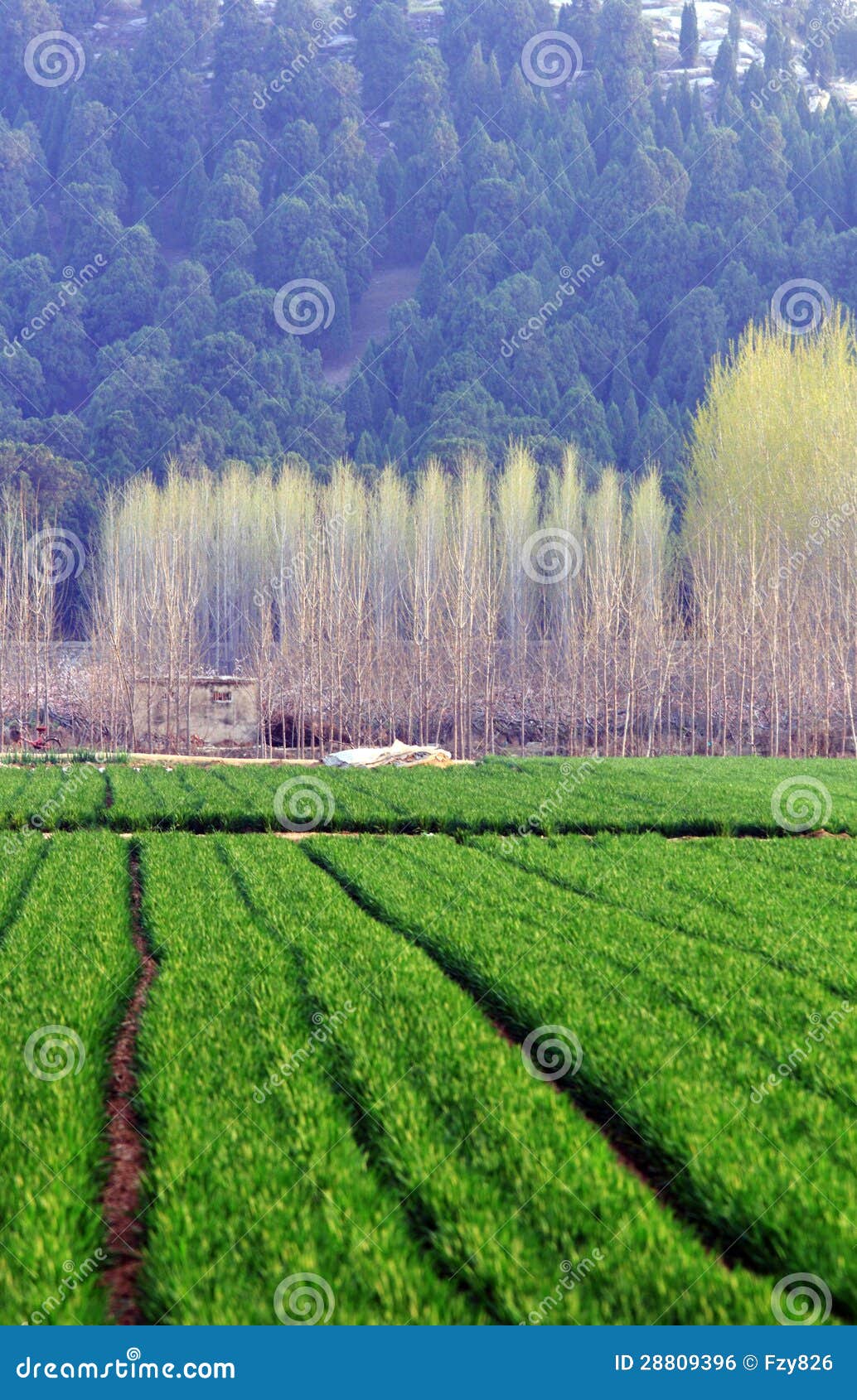Spring field stock photo. Image of nature, fields, plant - 28809396