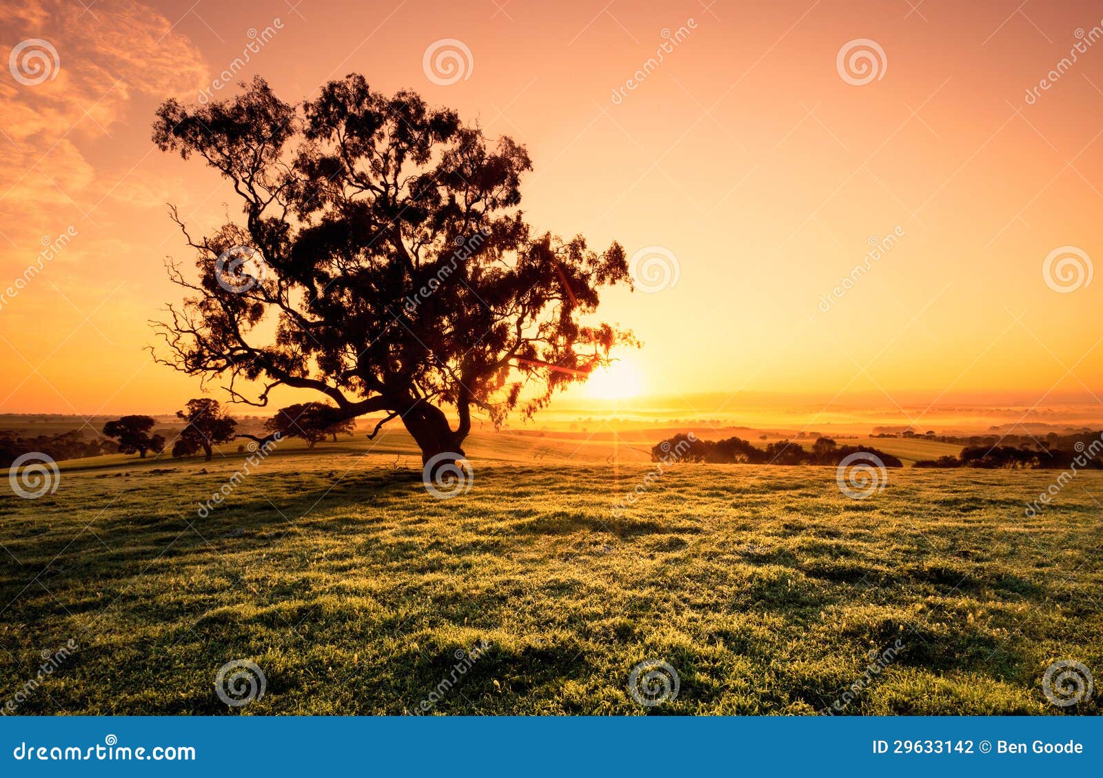 Spring Field stock photo. Image of australia, nature - 29633142
