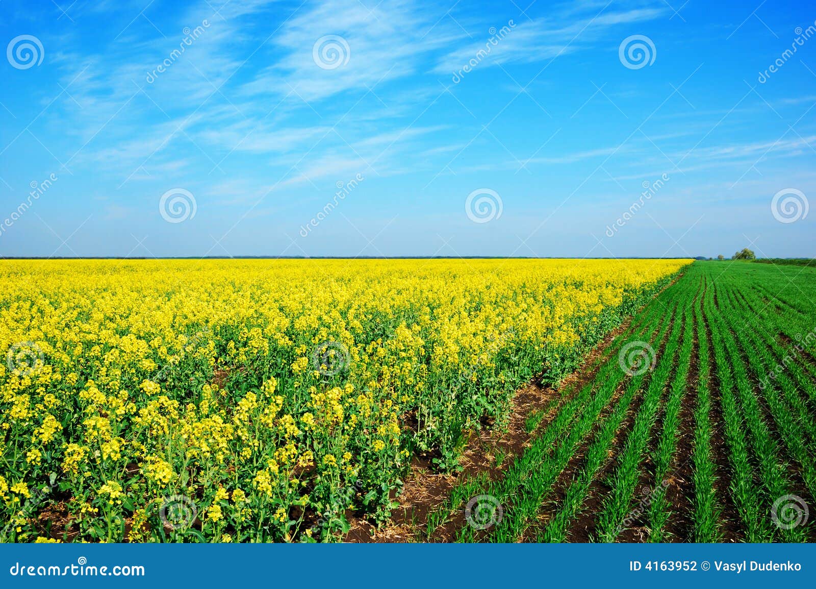 Spring field stock photo. Image of enjoyment, flowers - 4163952