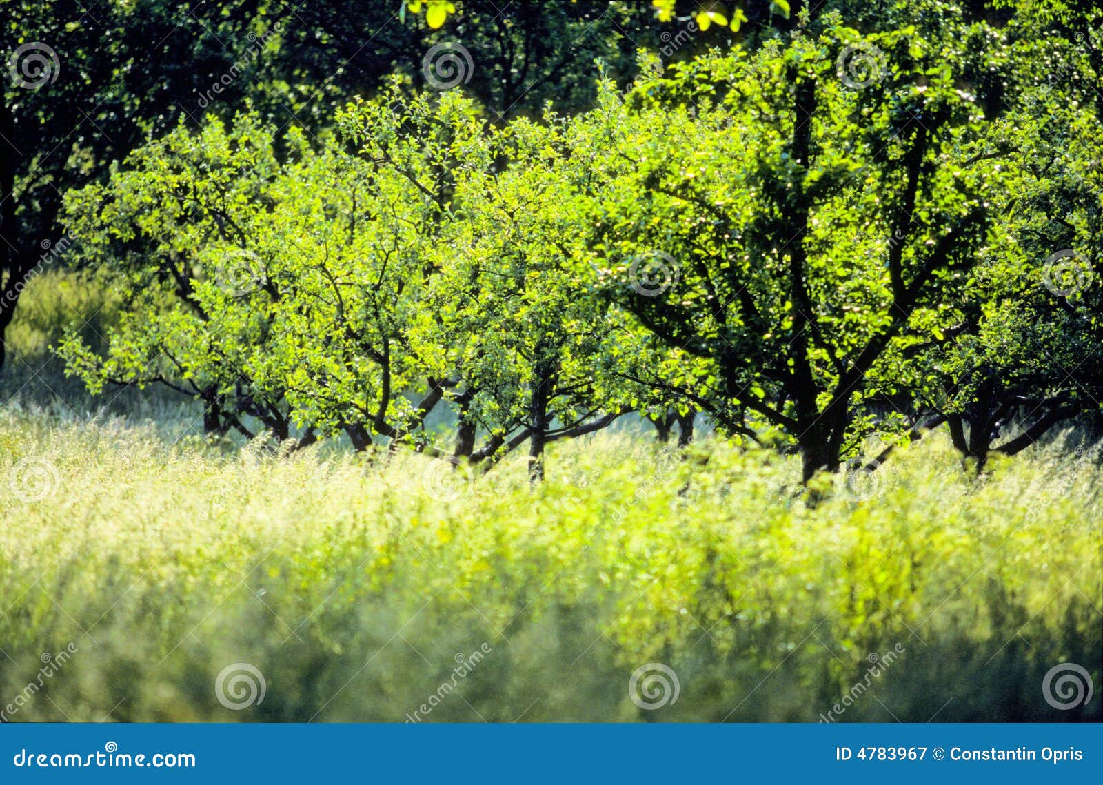 Spring field stock image. Image of grass, seasons, time - 4783967