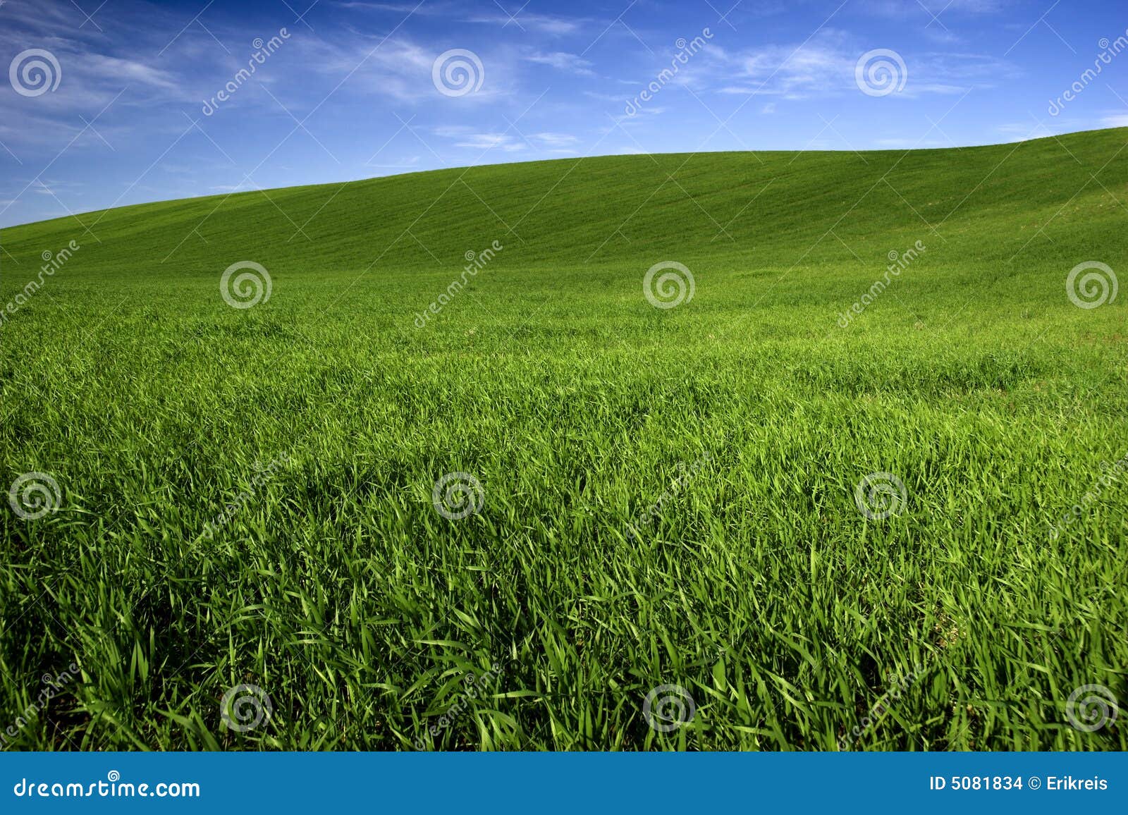 Spring field stock photo. Image of blue, bright, lawn - 5081834