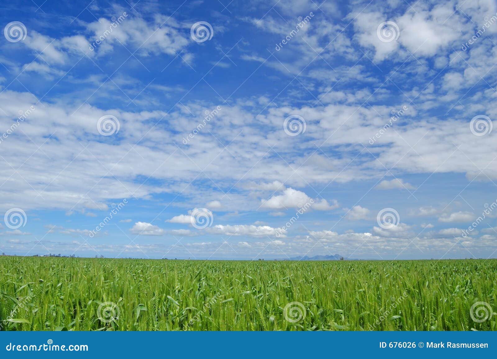 Spring field stock photo. Image of field, flora, meadow - 676026