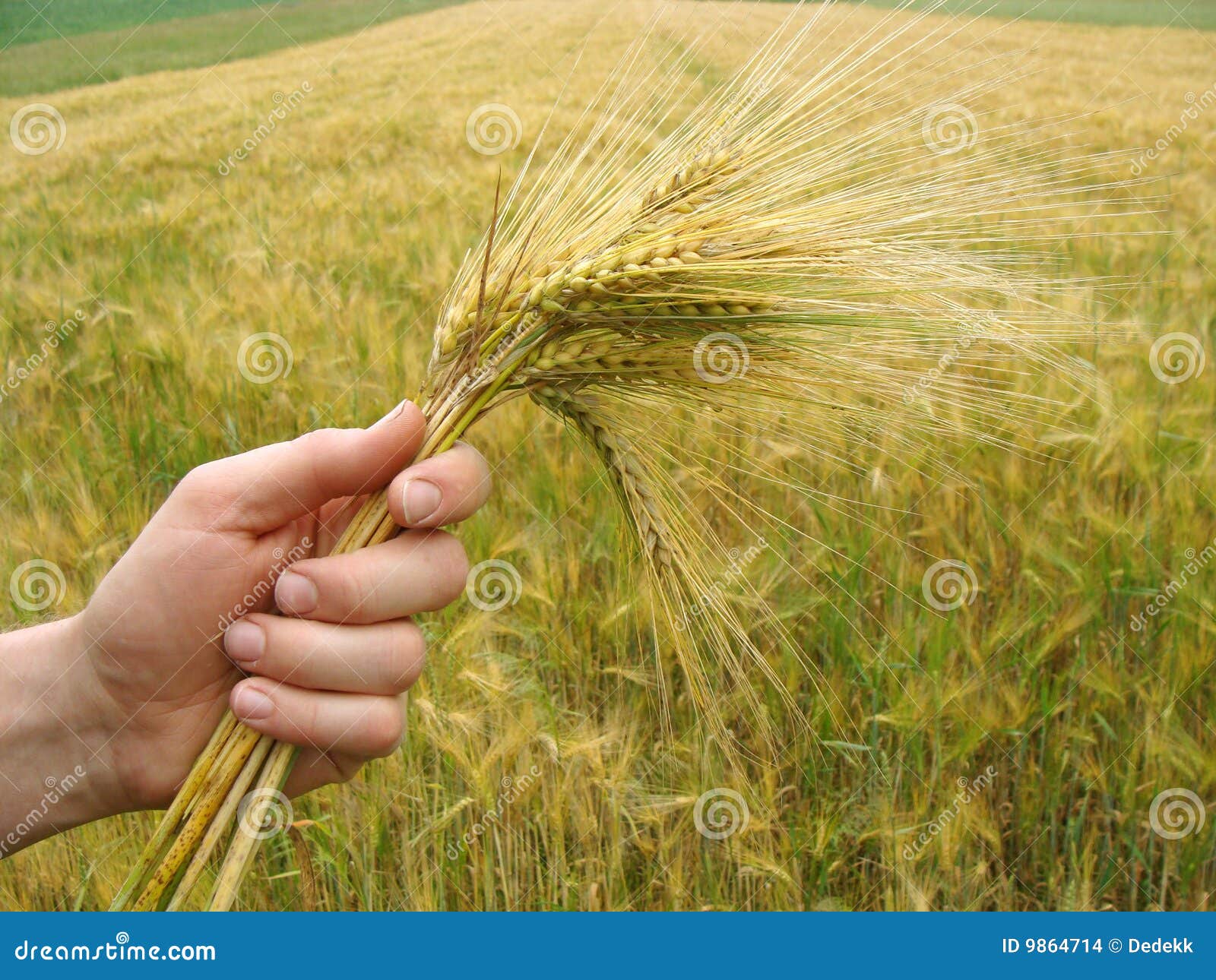 Gleaning Wheat Stock Photos - Free & Royalty-Free Stock Photos from ...
