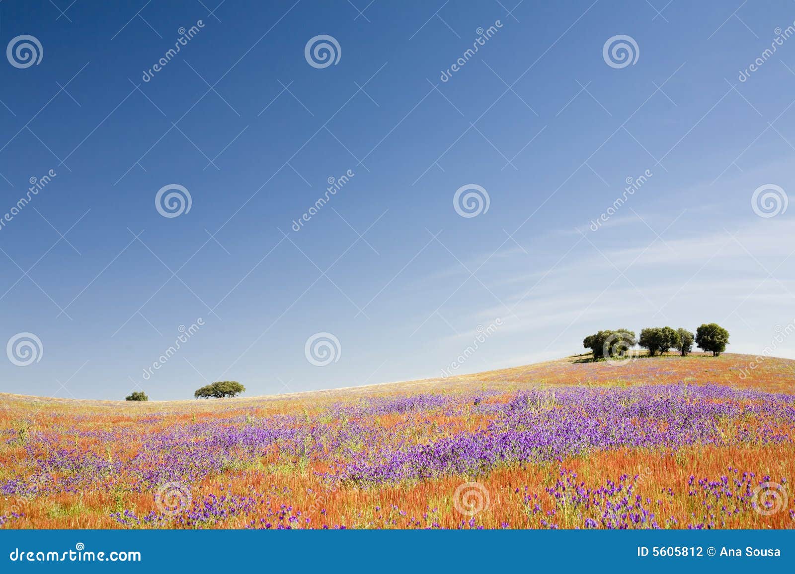Spring Field - Alentejo, Portugal Stock Photo - Image of grass, color ...