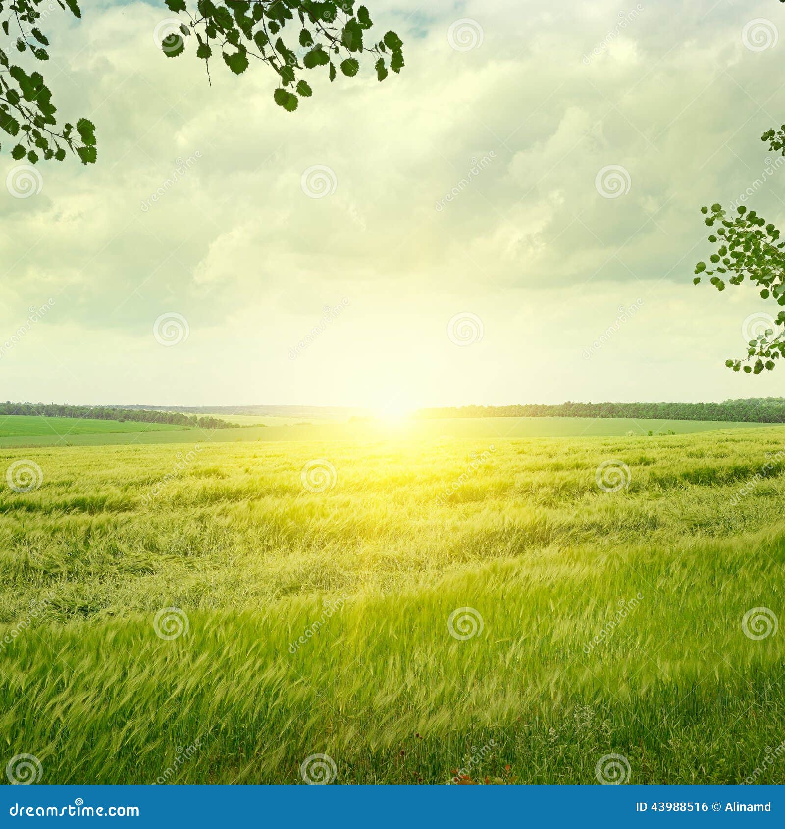 Spring field stock photo. Image of field, green, pasture - 43988516