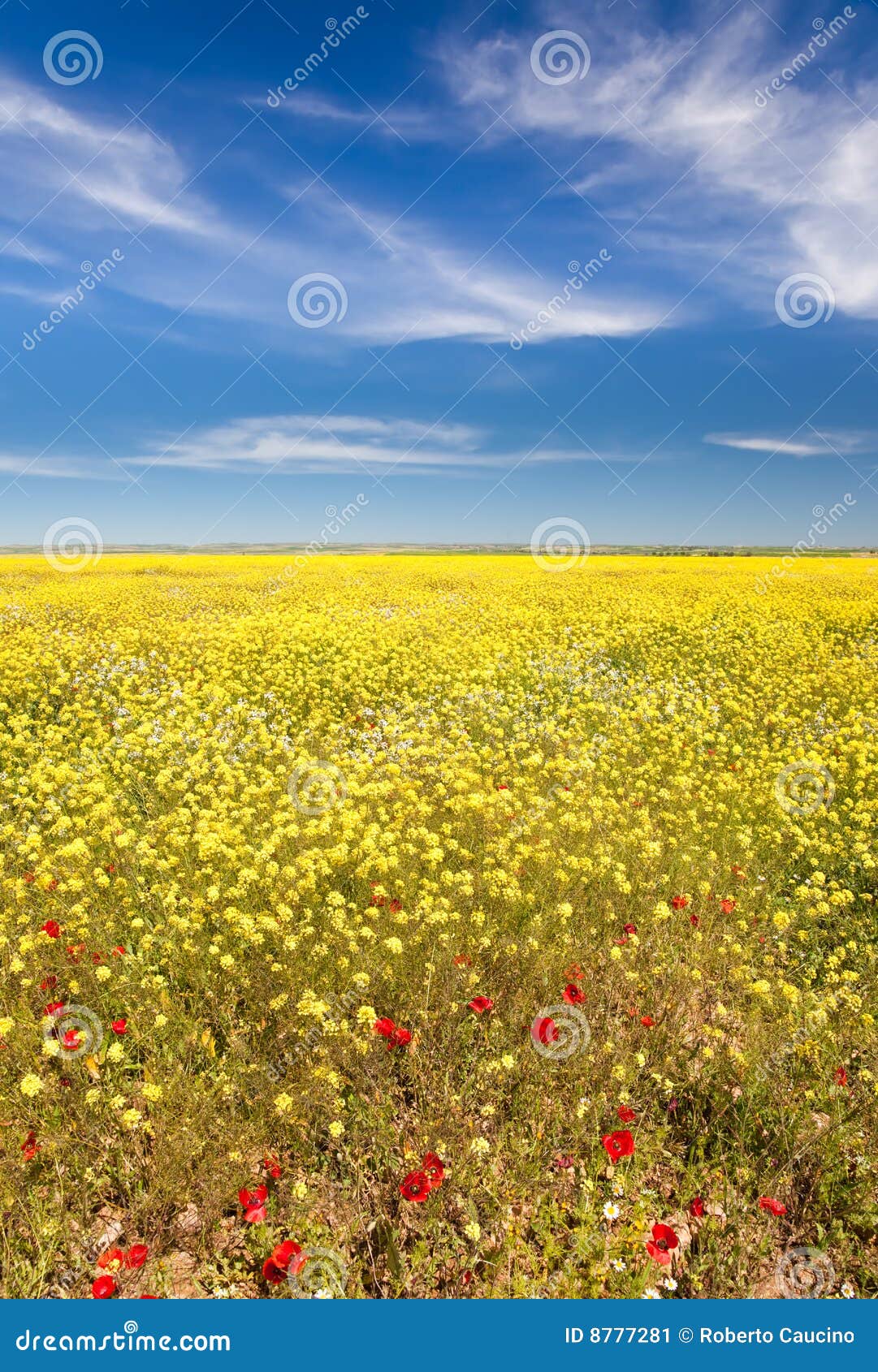 Spring field in bloom stock image. Image of scenic, sunny - 8777281
