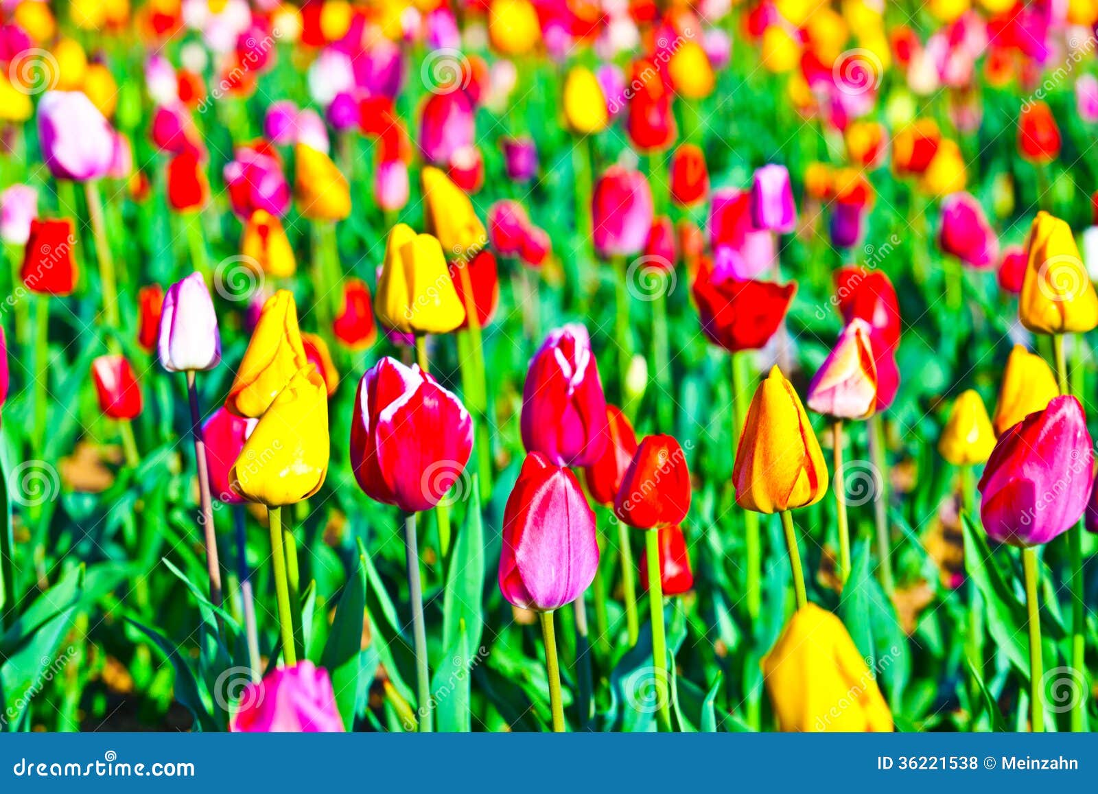 Spring Field with Blooming Colorful Stock Photo - Image of meadow ...