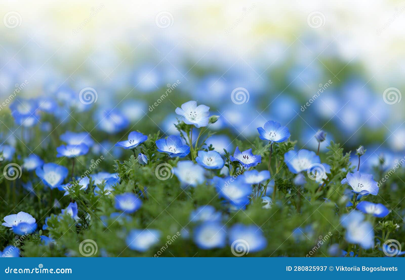 Field Of Nemophila Flowers, Small And Blue Flowers. Stock Photo ...