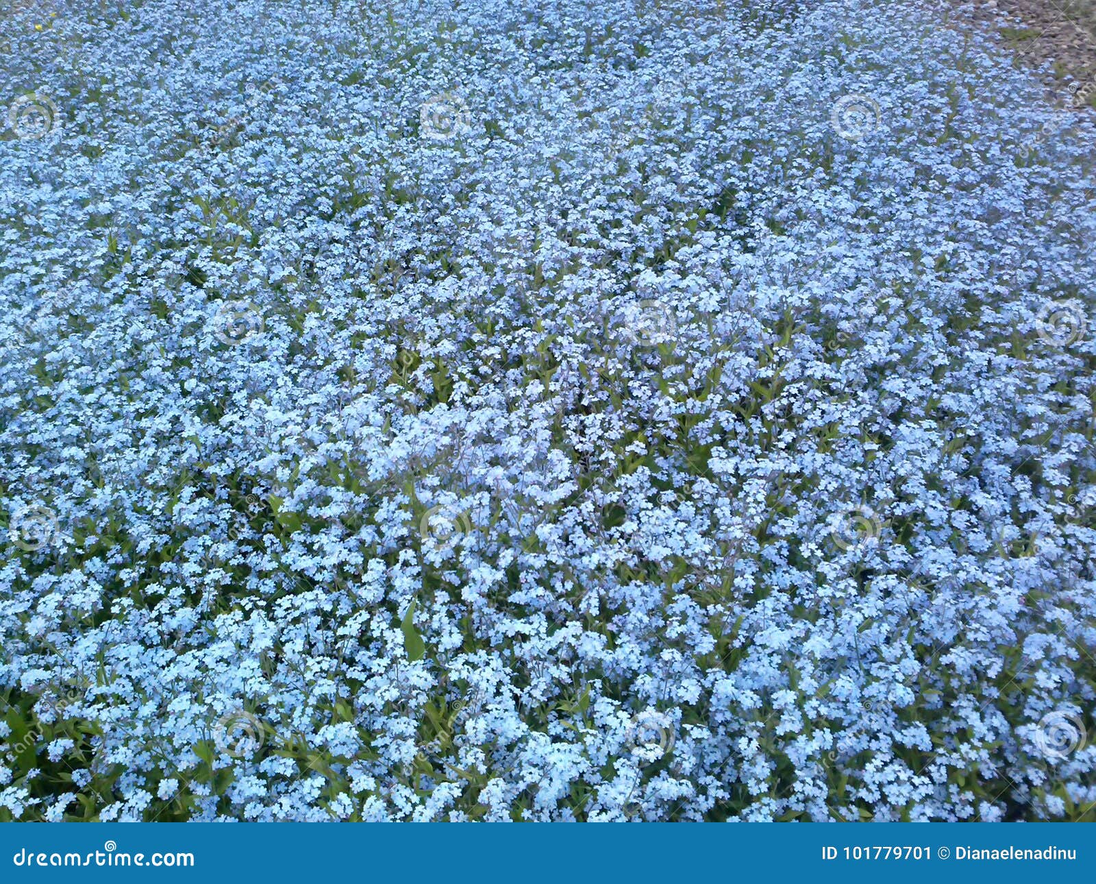 Spring - Field of Blue Flowers Stock Image - Image of garden, lots ...