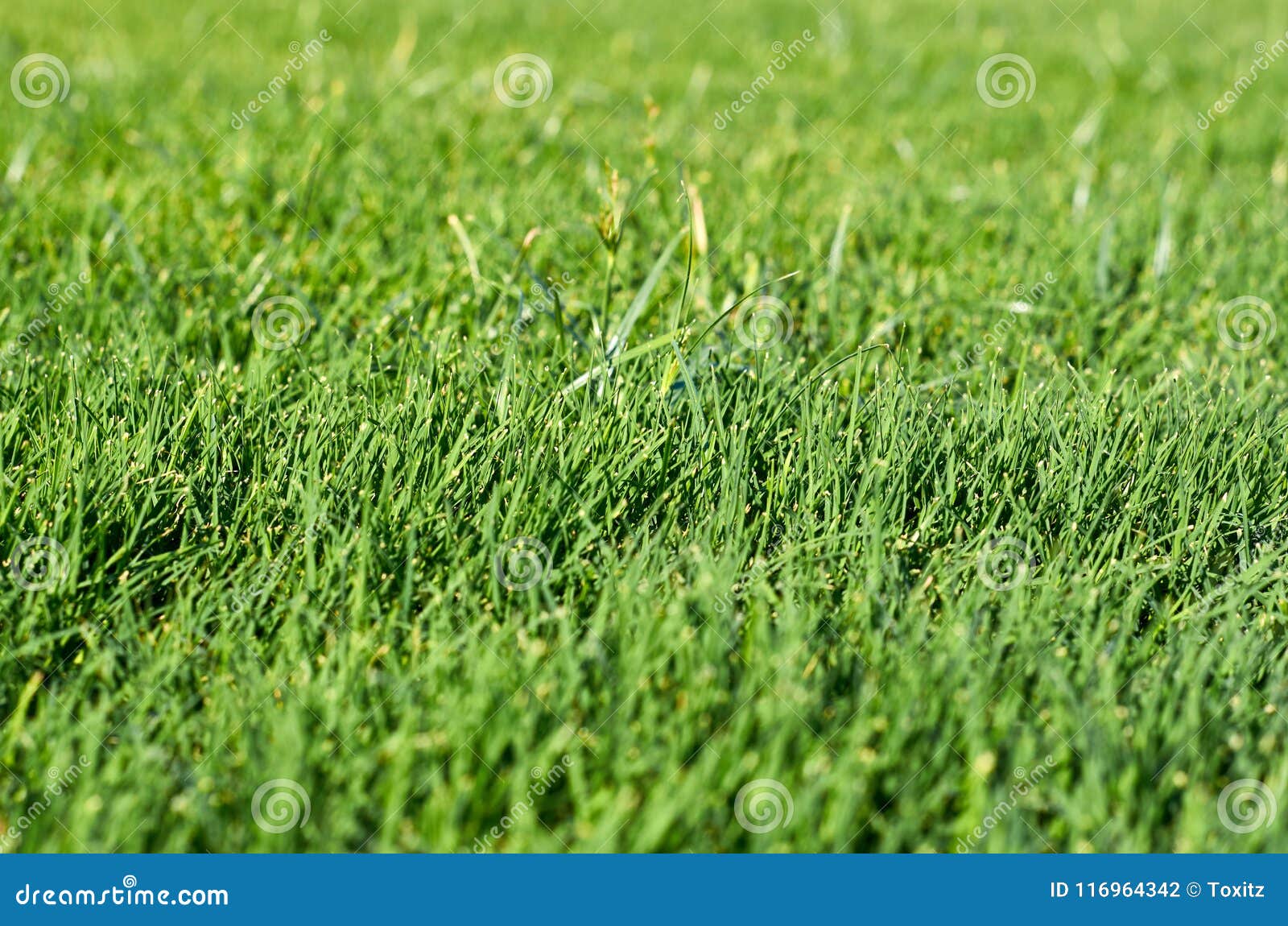 Spring Field of Bright Green Grass Ground Stock Photo - Image of grow ...
