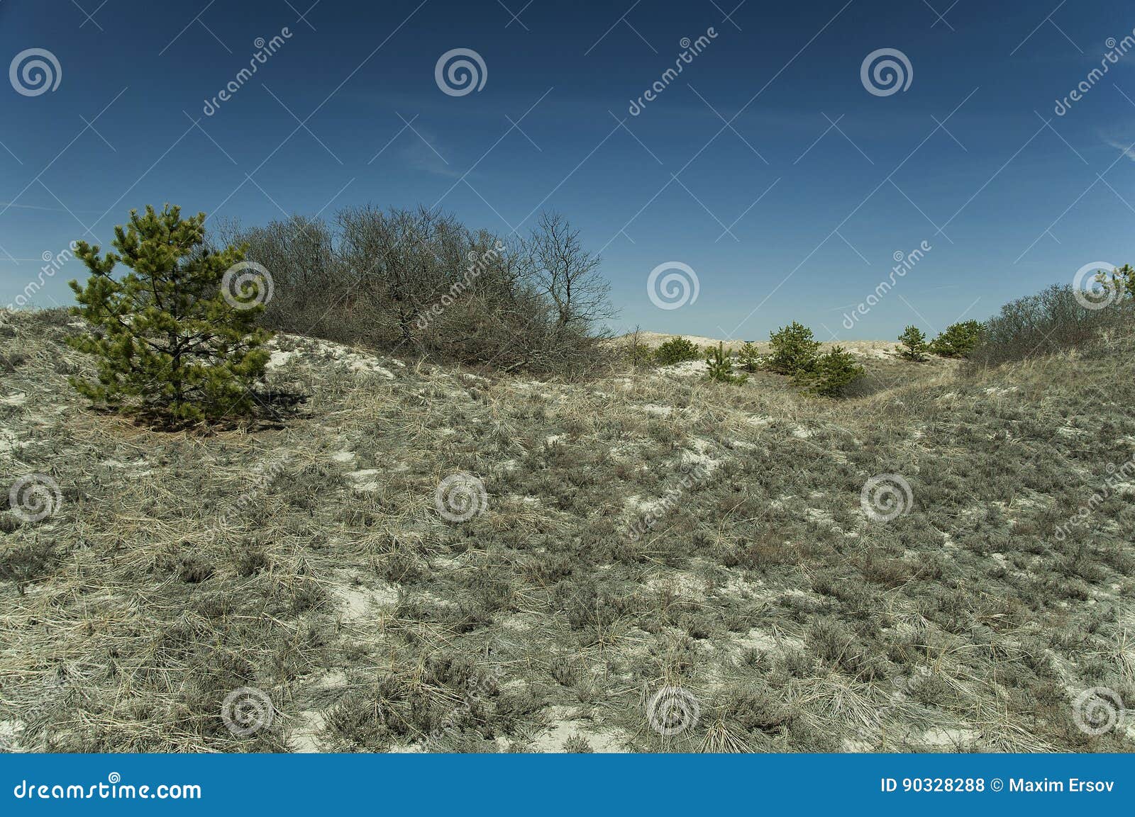 Spring field at Cape Cod stock photo. Image of travel - 90328288