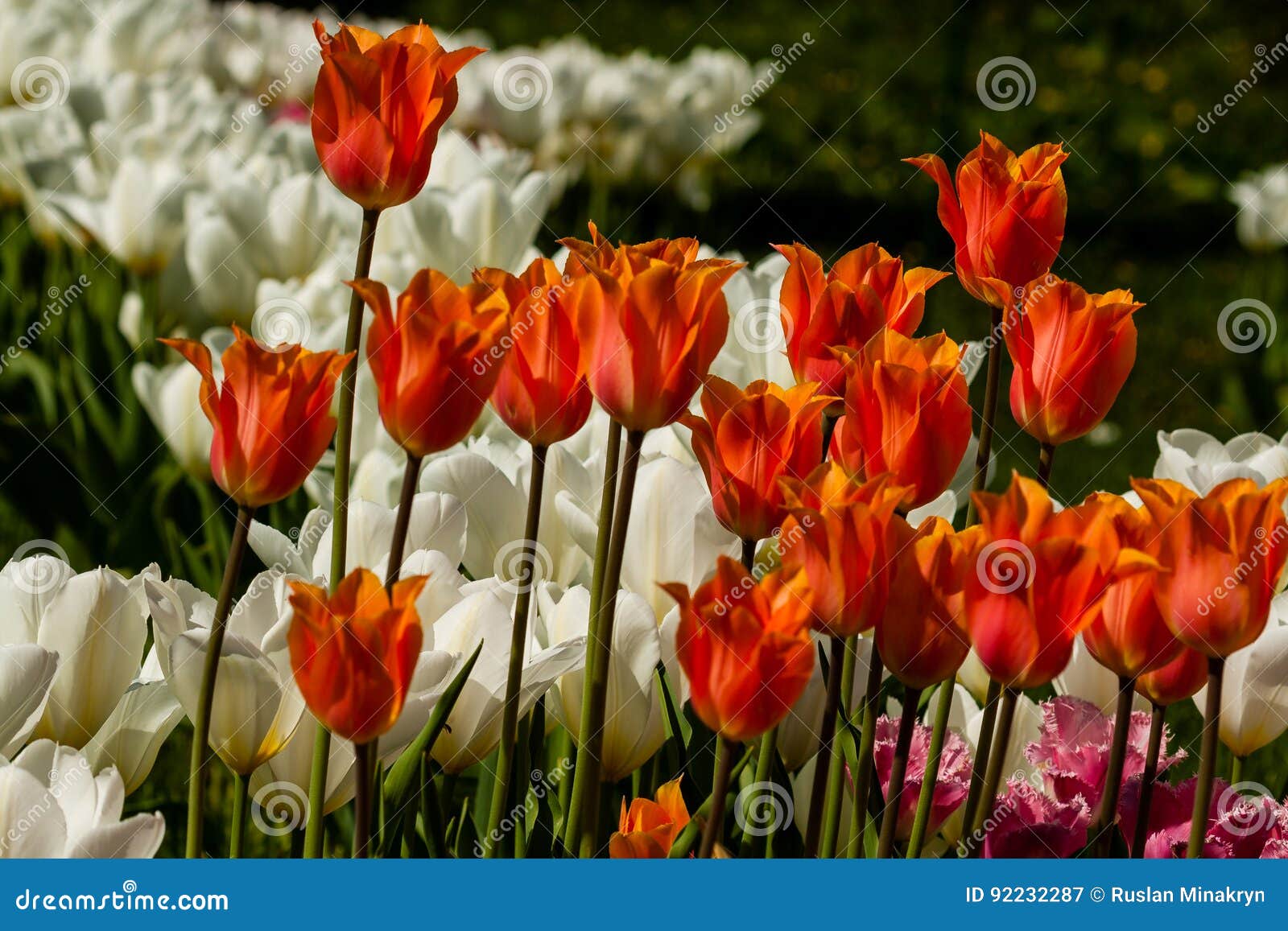 Spring Field of Colorful Tulips Stock Image - Image of head, green ...