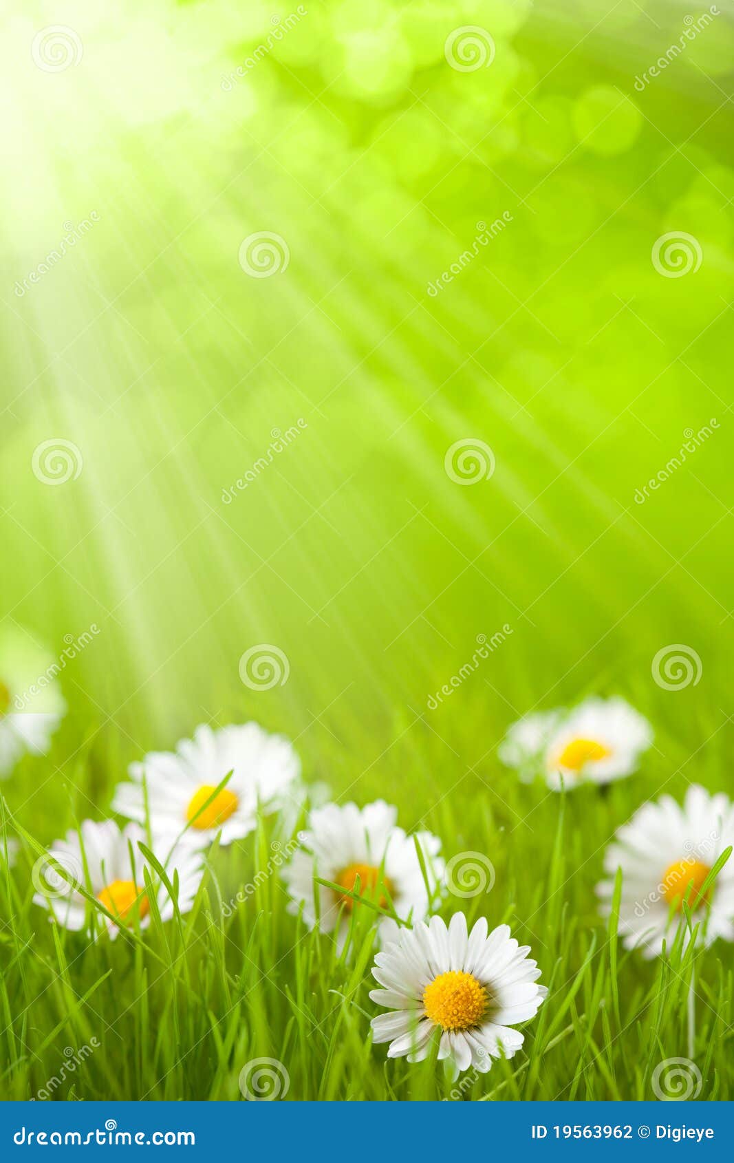 Spring Field - Daisy in Grass Stock Photo - Image of blossom, herb ...