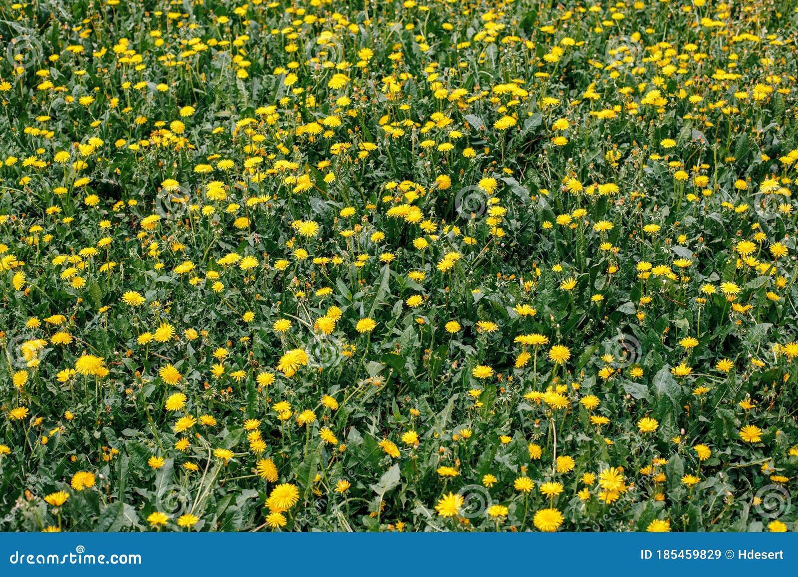 Spring Field with Dandelions on Bright Sunny Day Stock Image - Image of ...