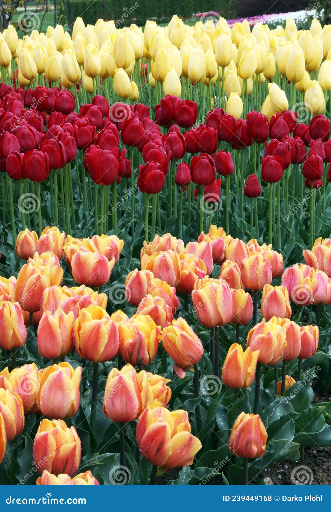 Spring Field of Different Types of Tulips Stock Photo - Image of ...