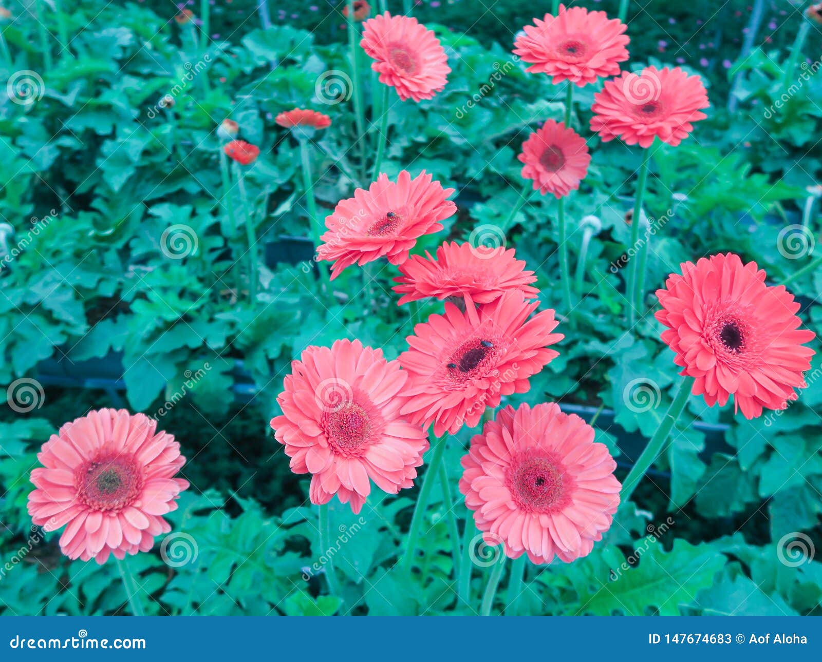 Spring Field of Gerbera Daisy Flower in the Garden.Selective Focus ...