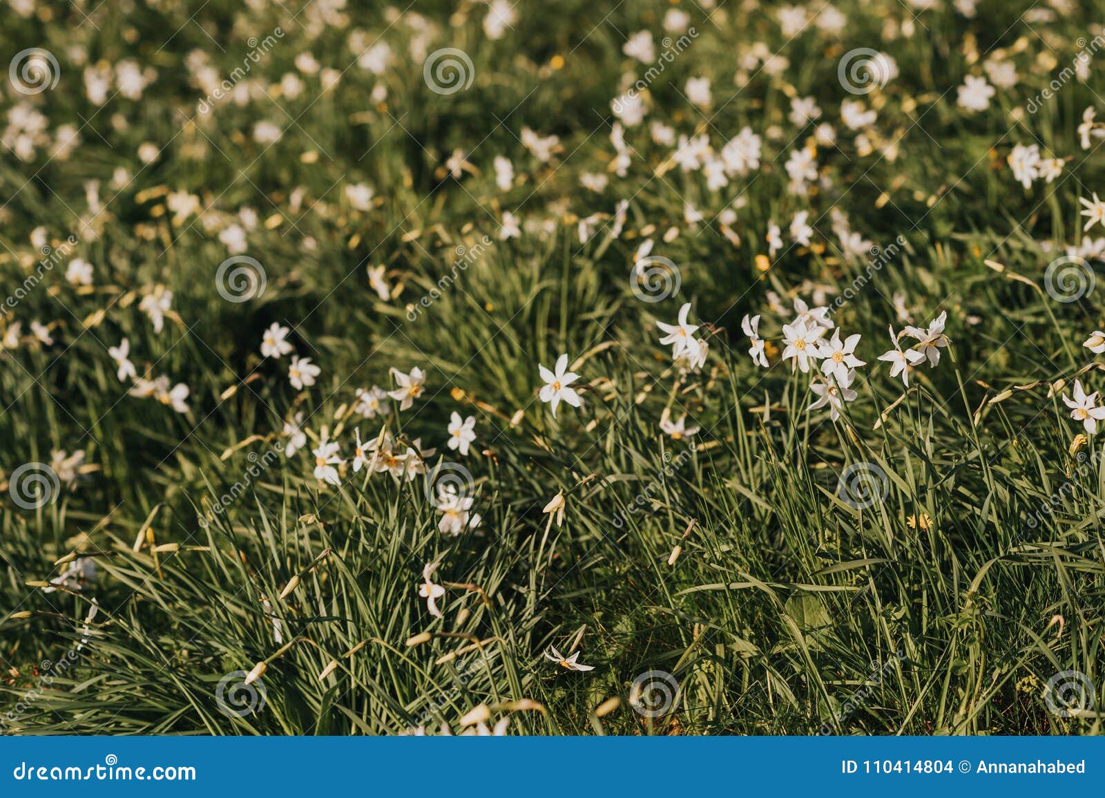 Field with Growing Wild Daffodils Stock Photo - Image of blooming ...