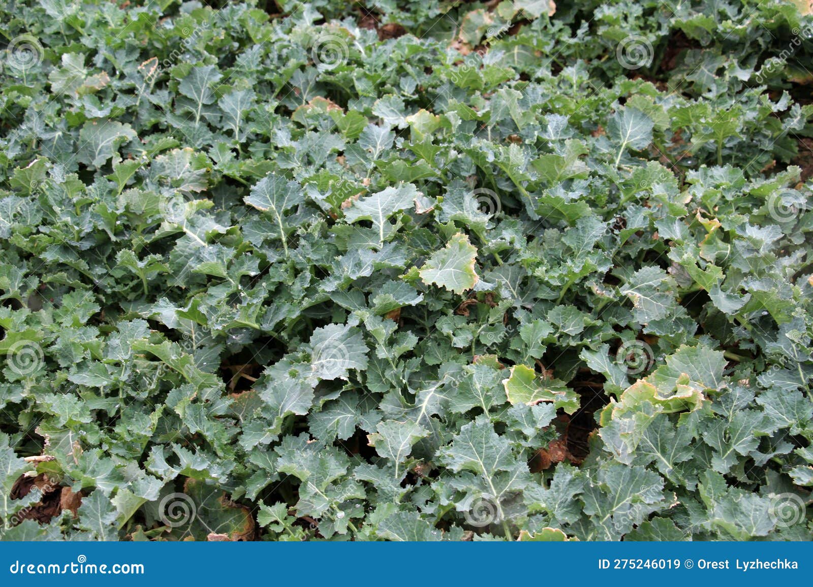 In the Spring Field Grows Winter Rapeseed Stock Image - Image of ...