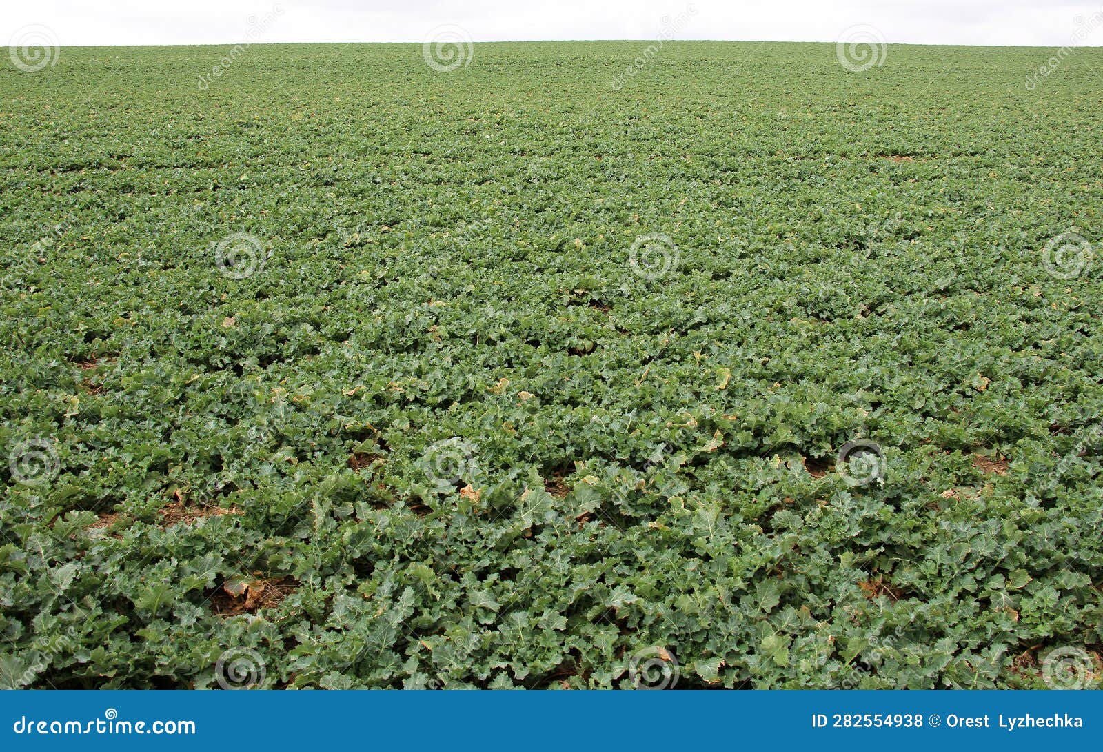 In the Spring Field Grows Winter Rapeseed Stock Photo - Image of leaf ...