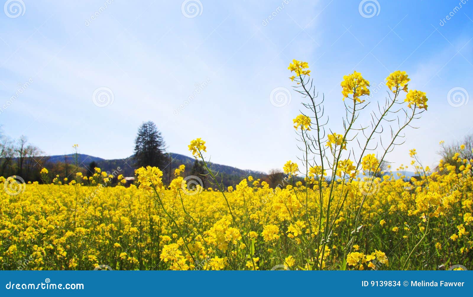 Spring Field Landscape stock photo. Image of green, floral - 9139834