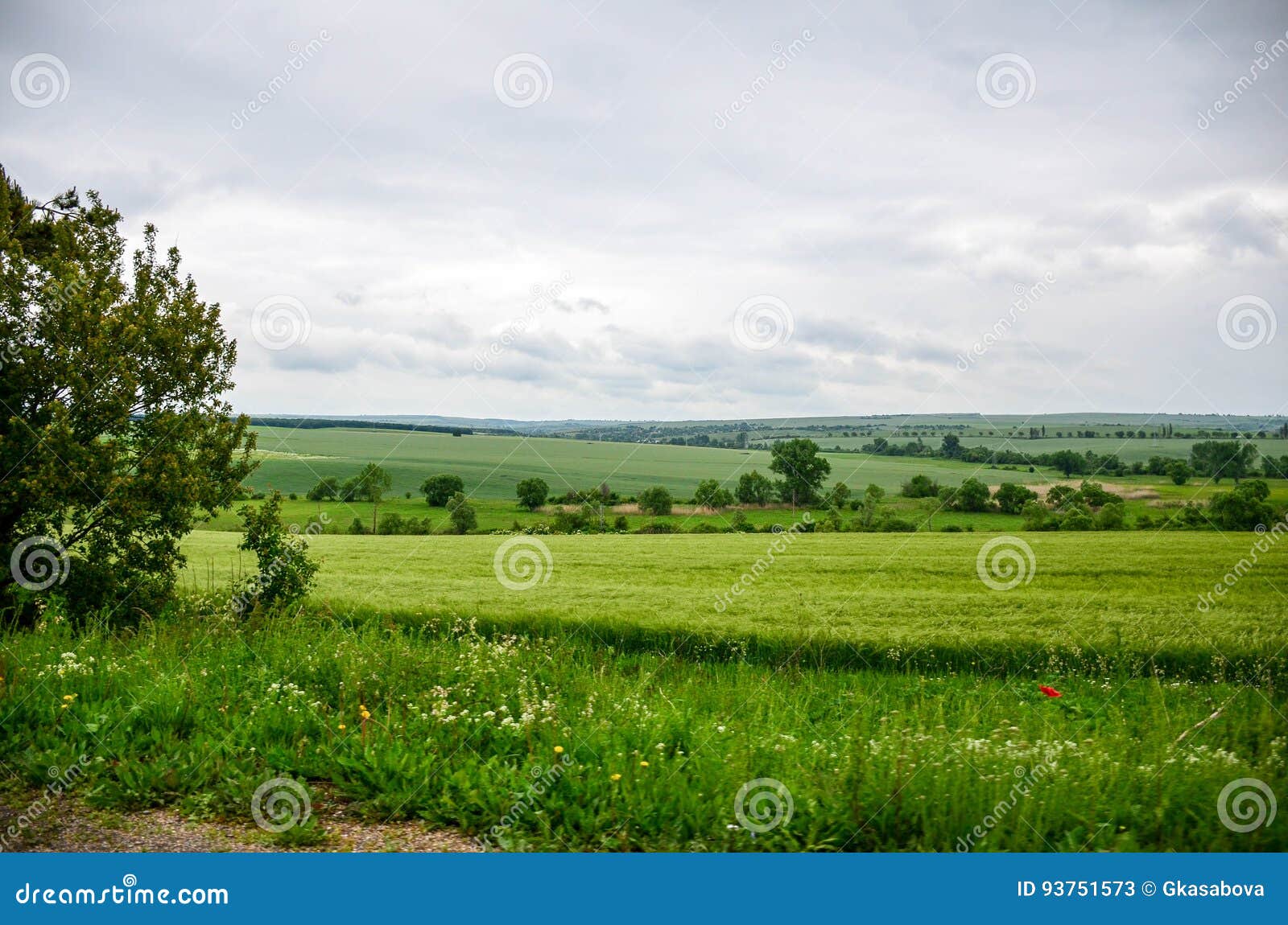 Spring field, landscape stock image. Image of flowers - 93751573