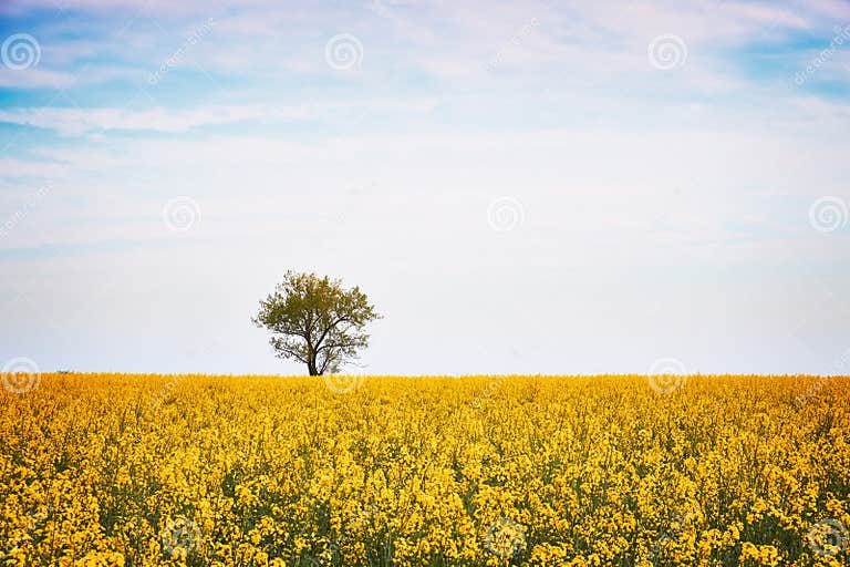 Spring field stock photo. Image of meadow, beautiful - 56624518
