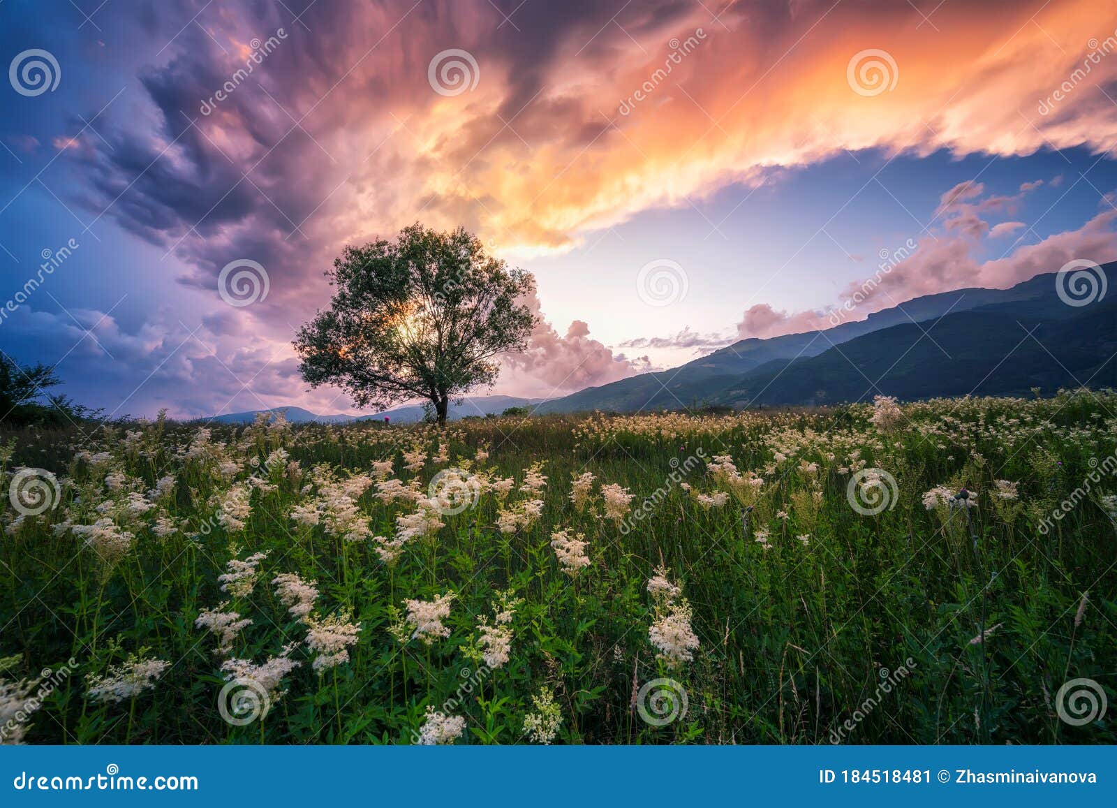 Spring Field with Lonely Tree at Sunset Stock Image - Image of ...