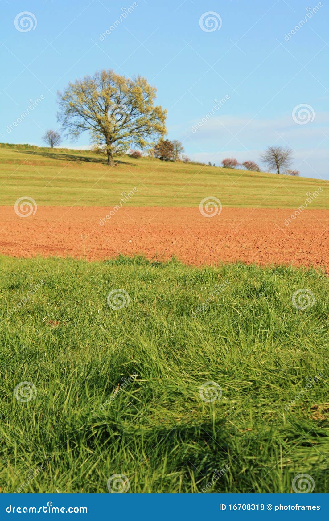 Spring field oak tree stock photo. Image of green, land - 16708318